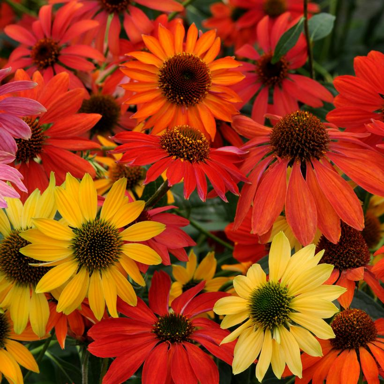 50 Cheyene Spirit Coneflower Seeds Echinacea Flower Perennial Bloom ...