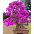 50 Chinese Redbud Tree Seeds Shrub Cercis 0r Bonsai Pink Purple Flower ...