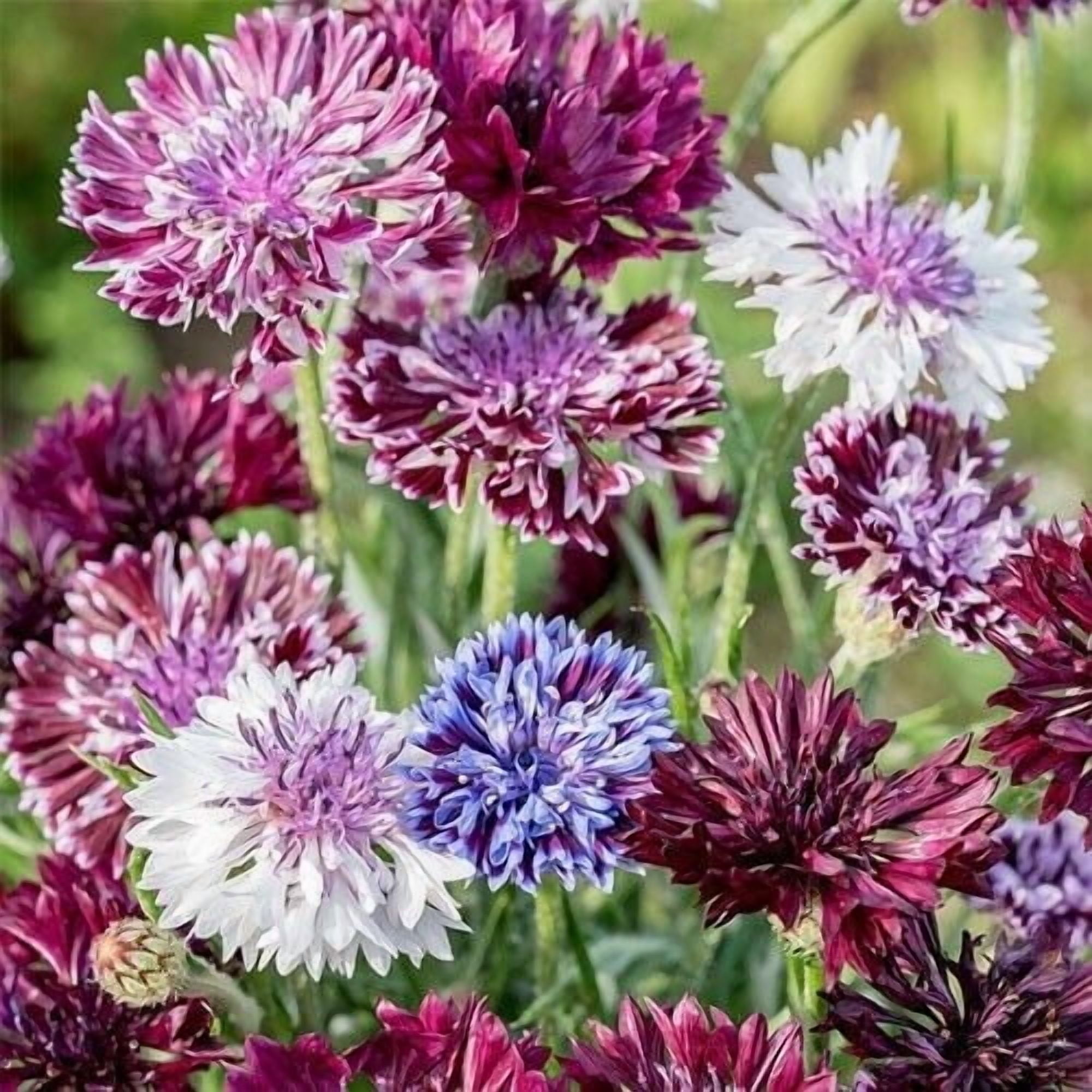 50 Classic Mix Bachelor's Button Seeds - Walmart.com