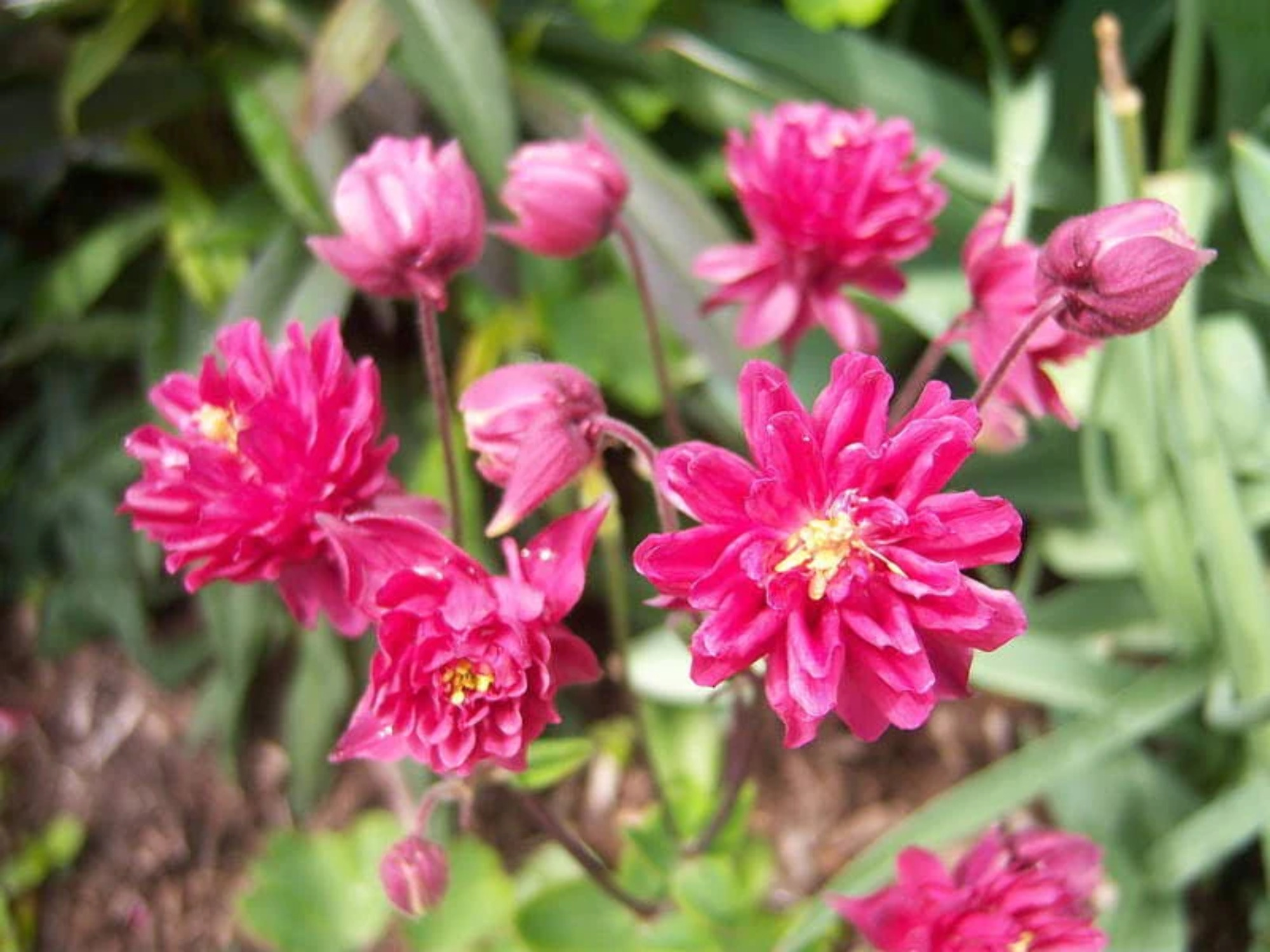 50 Clementine RED DOUBLE COLUMBINE Aquilegia Vulgaris Flower Seeds ...