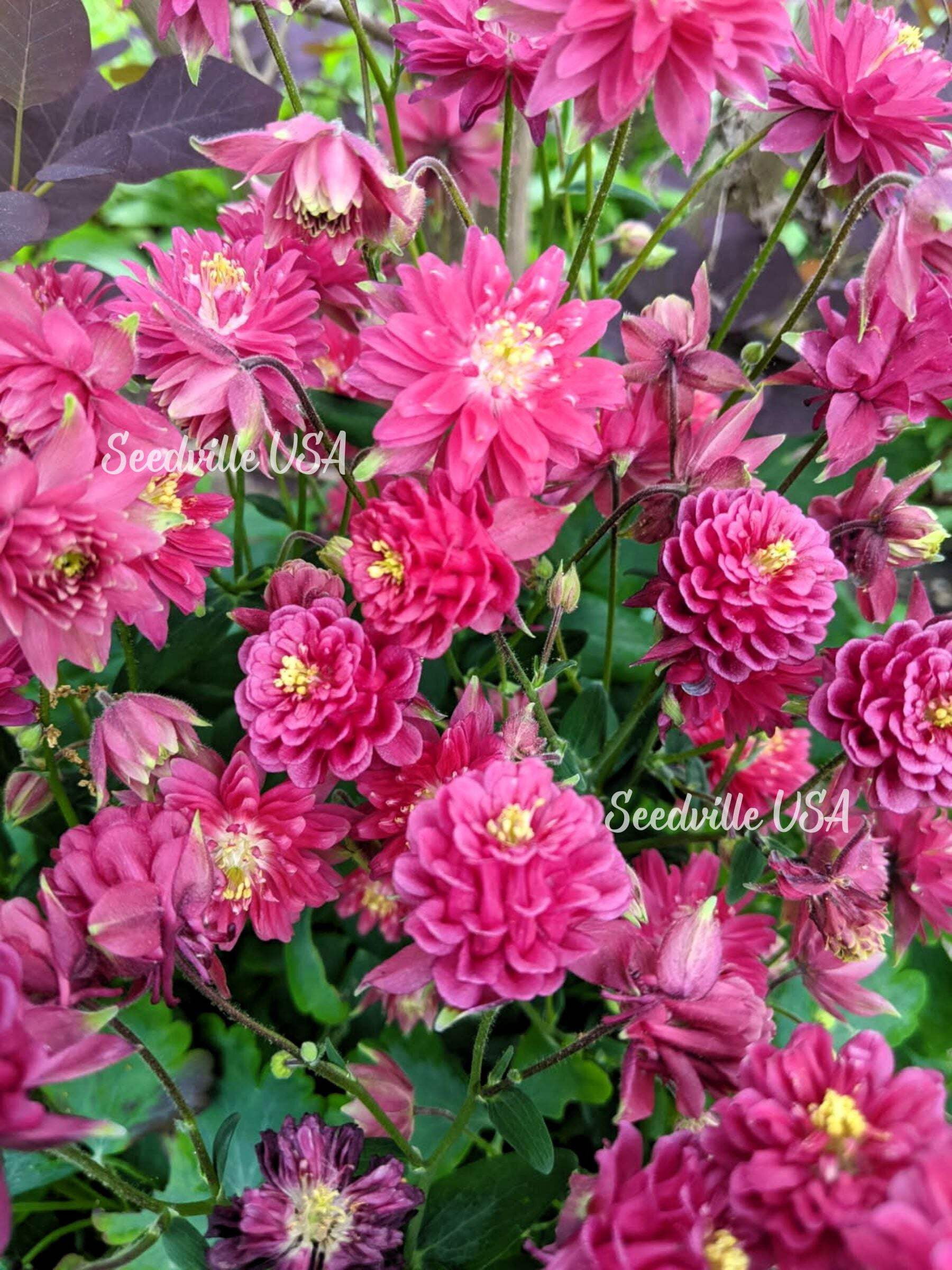 50 Clementine RED DOUBLE COLUMBINE Aquilegia Vulgaris Flower Seeds ...