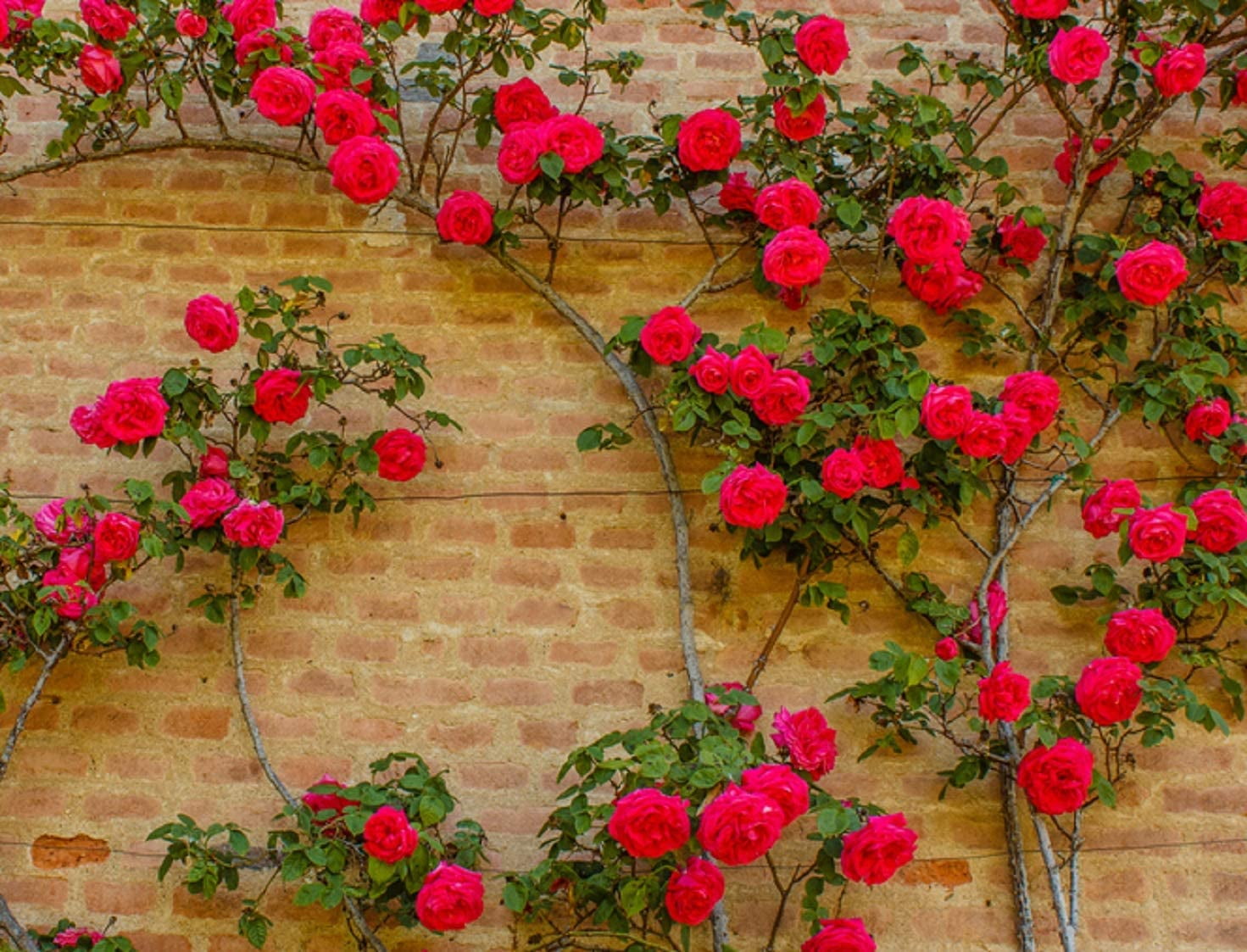 CZ Grain, 50 Climbing Rose Vine Seeds, Rare and Exotic, Ideal for ...