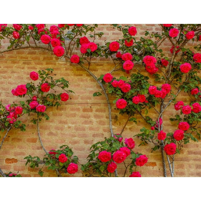 50 Climbing Rose Vine Seeds - Amazing Growth and Beautiful Roses ...