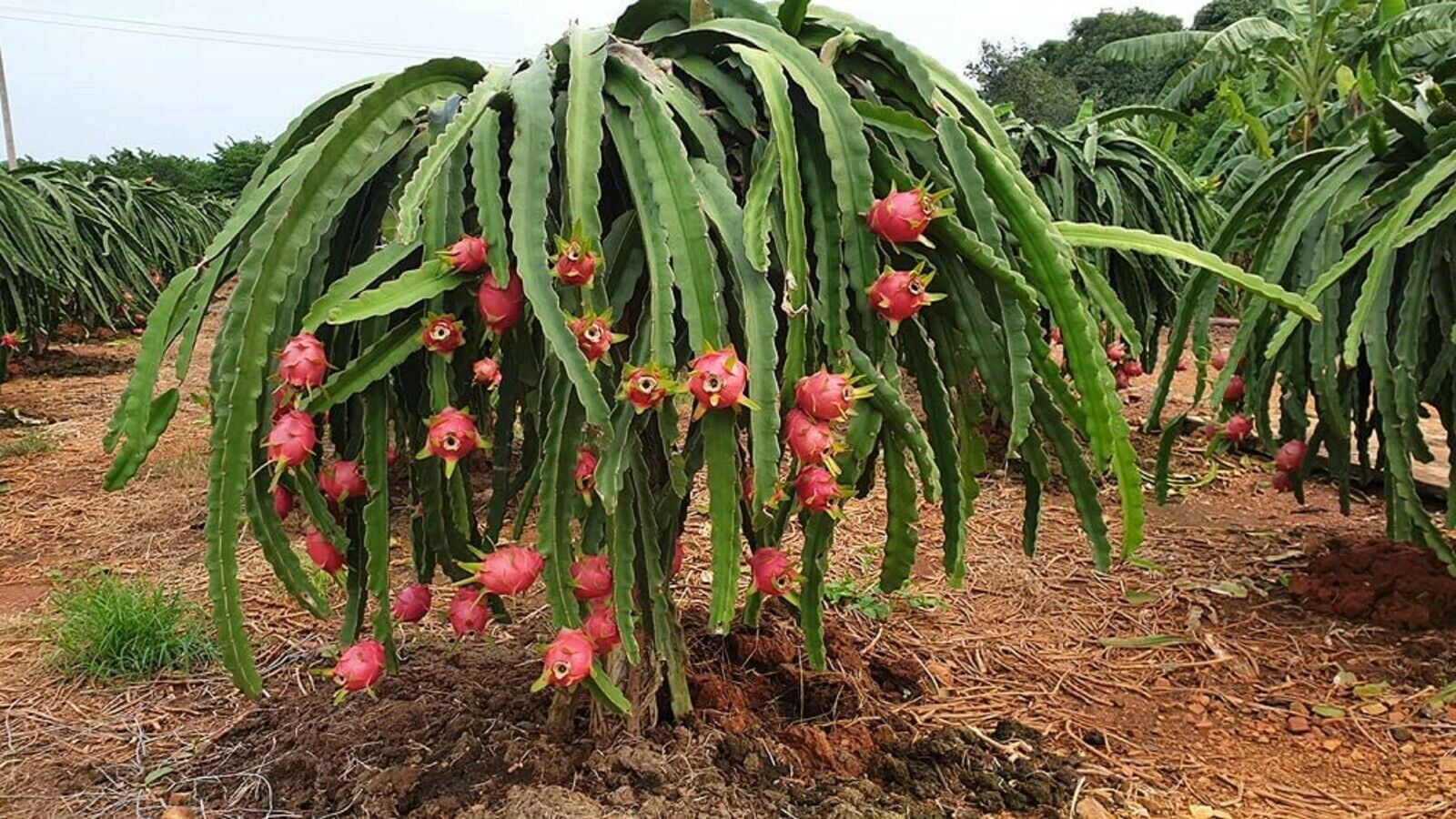50 Count Dragon Fruit (Pitaya / Pitahaya / Strawberry Pear) Tree Plant ...