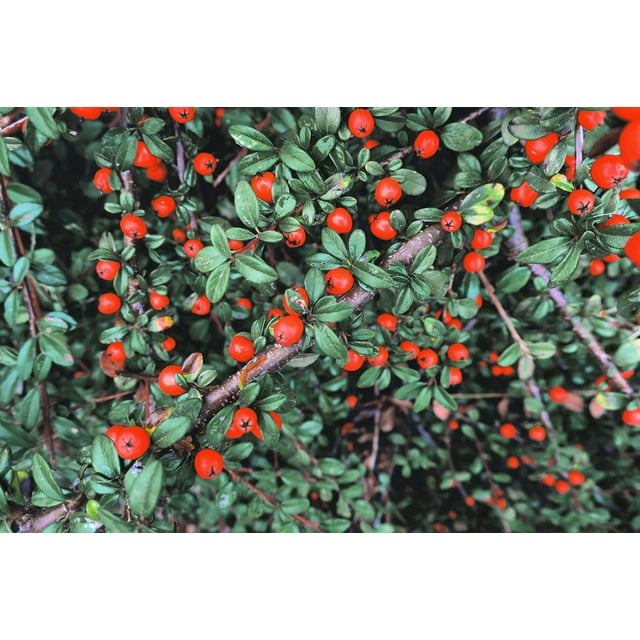 CZ Grain - 50 Creeping Cotoneaster Seeds for Planting, Ground Cover ...