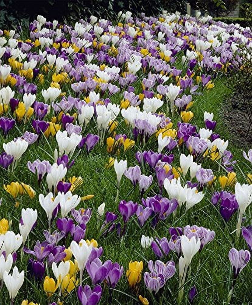 50 Crocus Bulbs - Large Flowering Mix -White, Purple,Blue,Yellow.Bulb ...