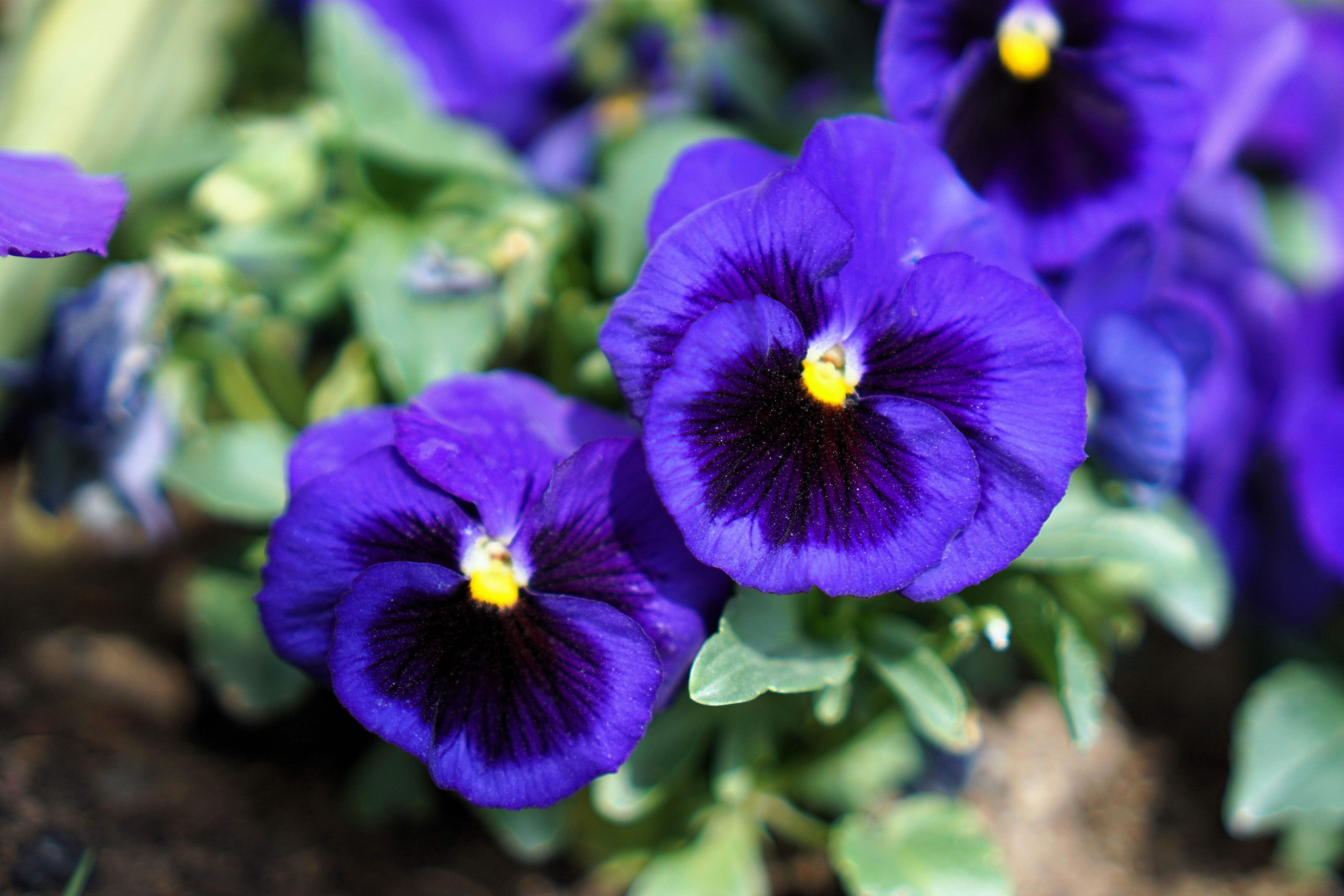 50 DEEP BLUE Blotch PANSY Swiss Giant Viola Wittrockiana Ullswater ...
