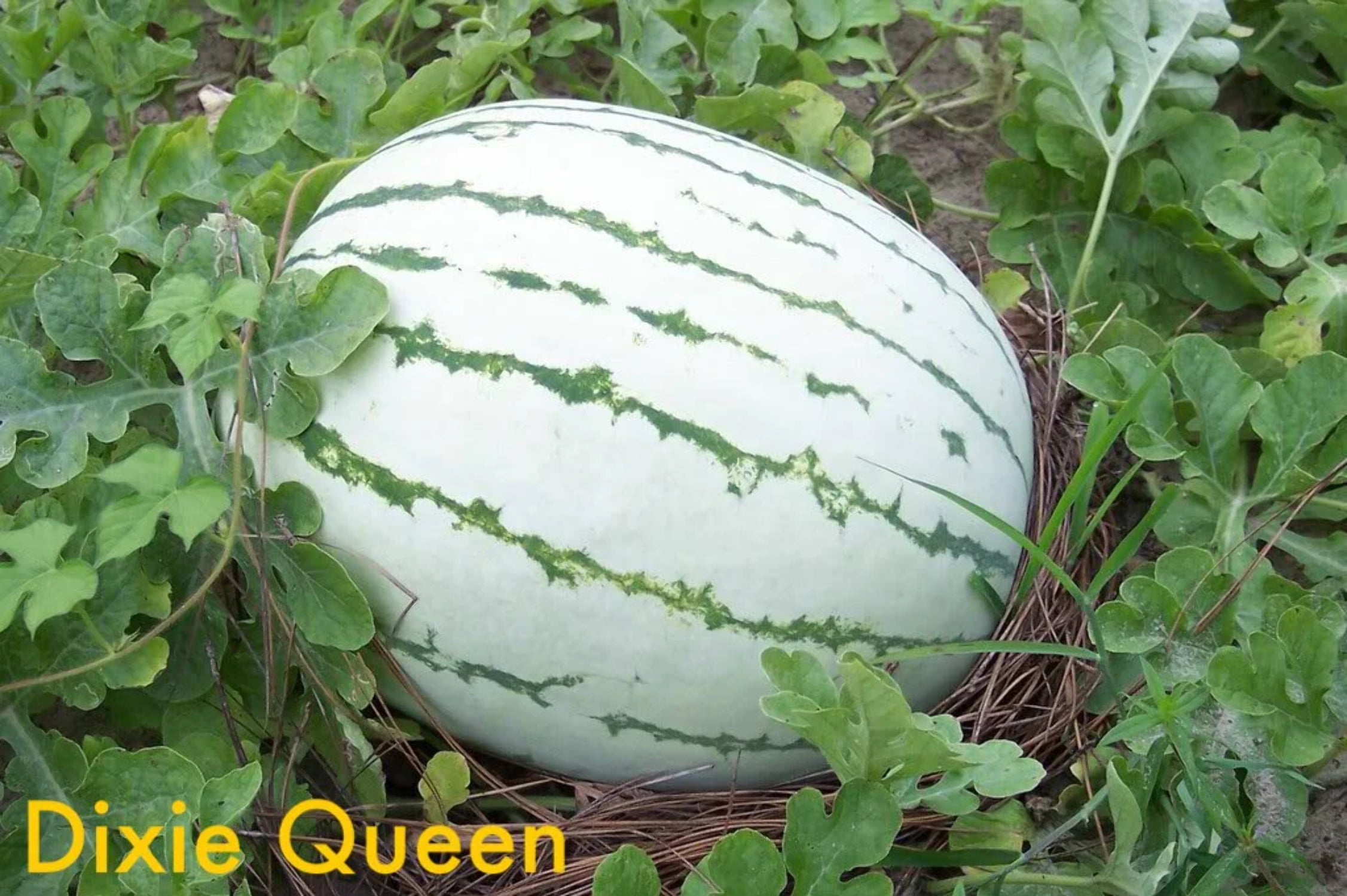 50 *Seeds DIXIE QUEEN WATERMELON White & Red Citrullus Lanatus Melon ...
