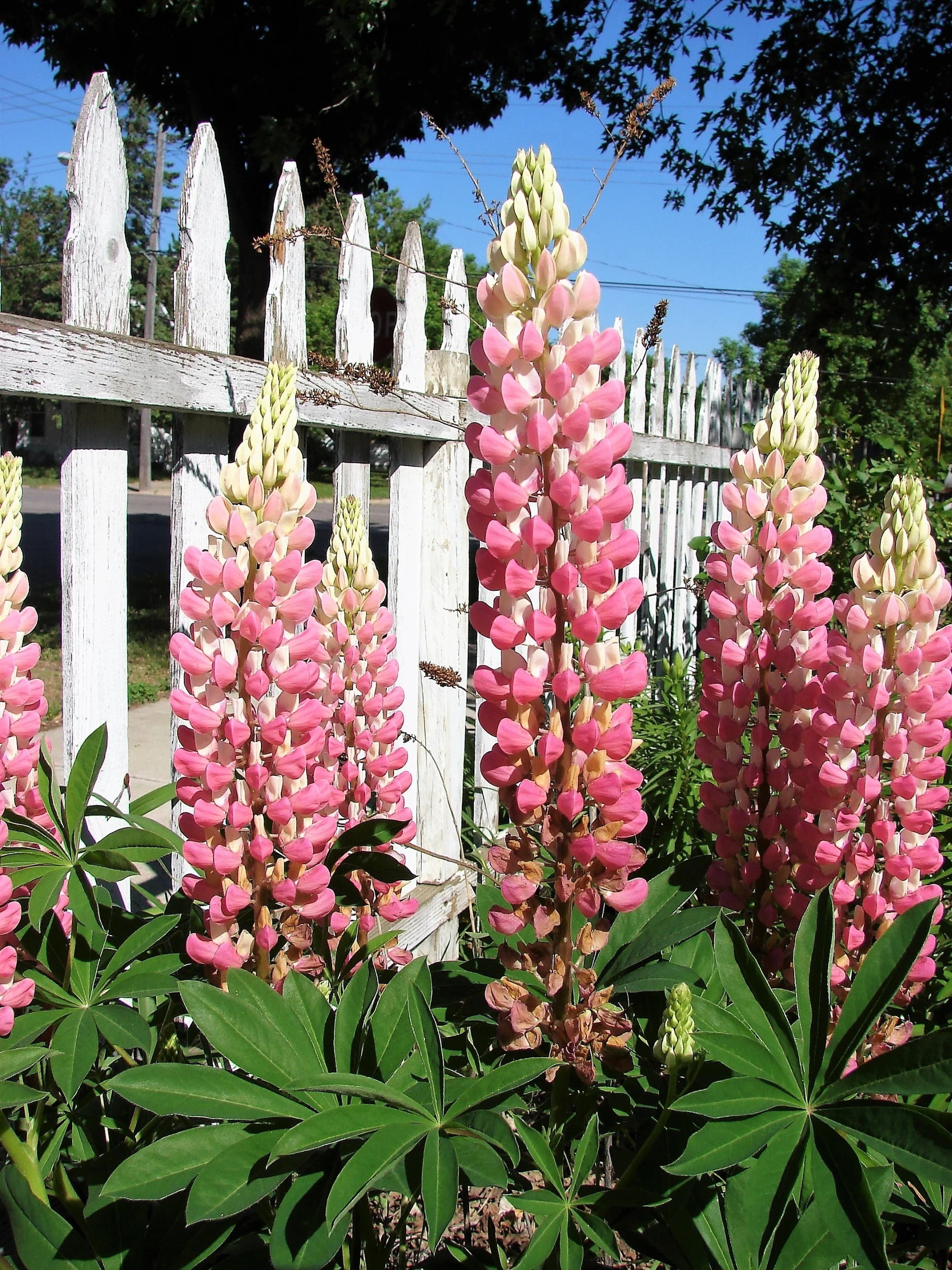 50 Elegant Dwarf PINK FAIRY LUPINE Lupinus Elegans Bicolor Lupin Pink ...