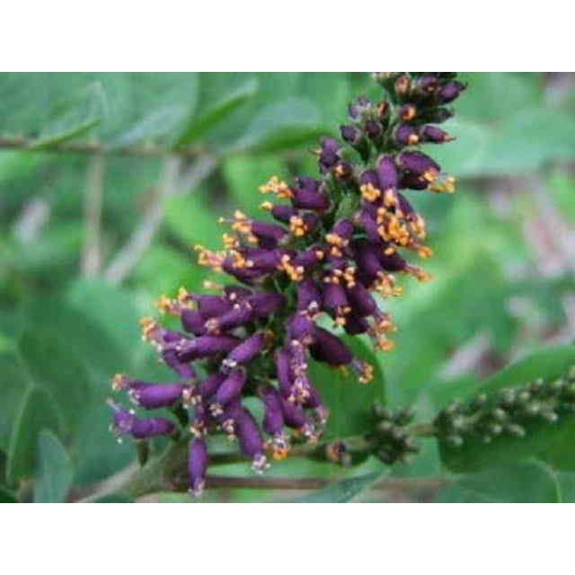 50 FRAGRANT FALSE INDIGO (Dwarf Wild Indigo) Amorpha Nana Flower Seeds ...