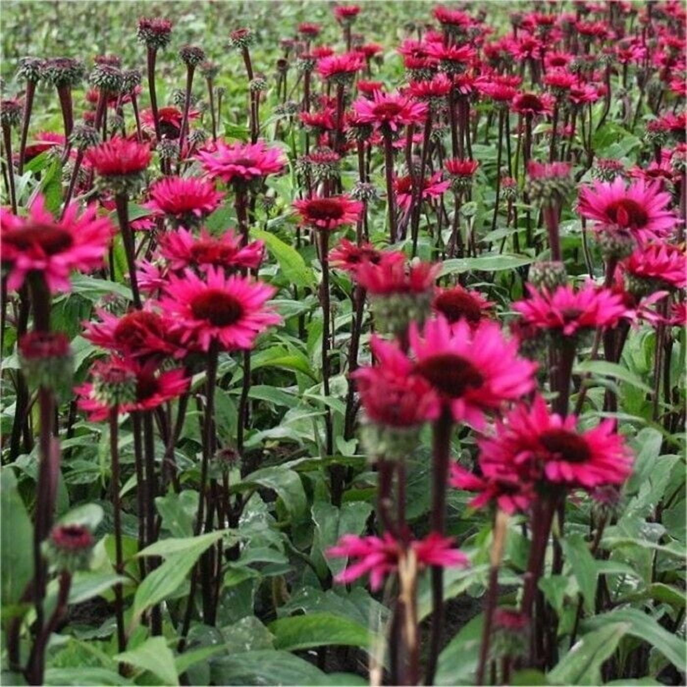 50 Fatal Attraction Coneflower Seeds Echinacea Perennial Flowers Seed ...