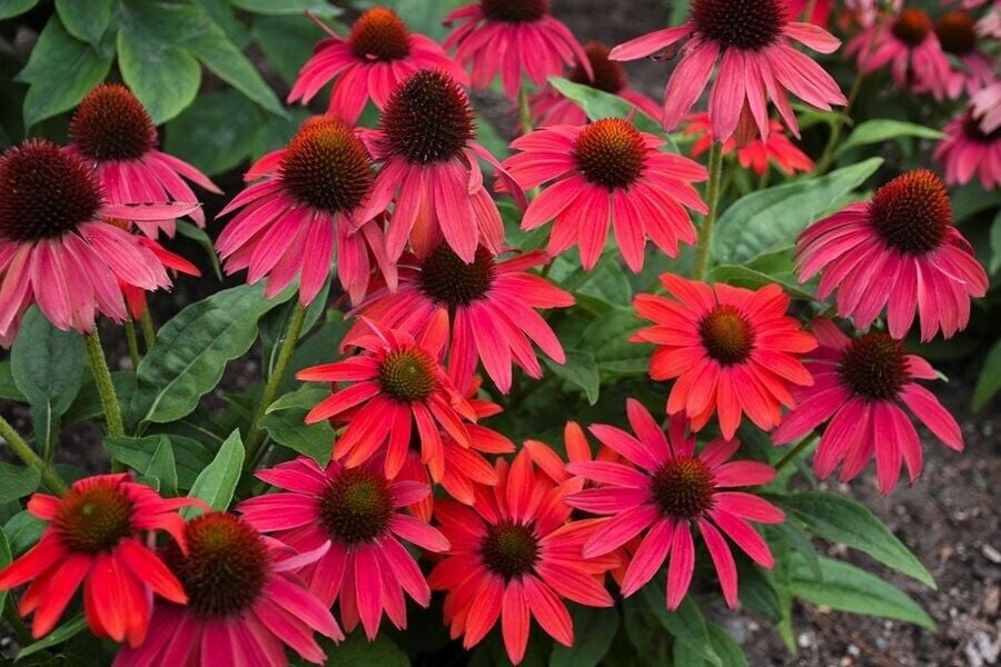 50 Fire Red Coneflower Seeds Echinacea Perennial Flowers Seed 1110 USA ...