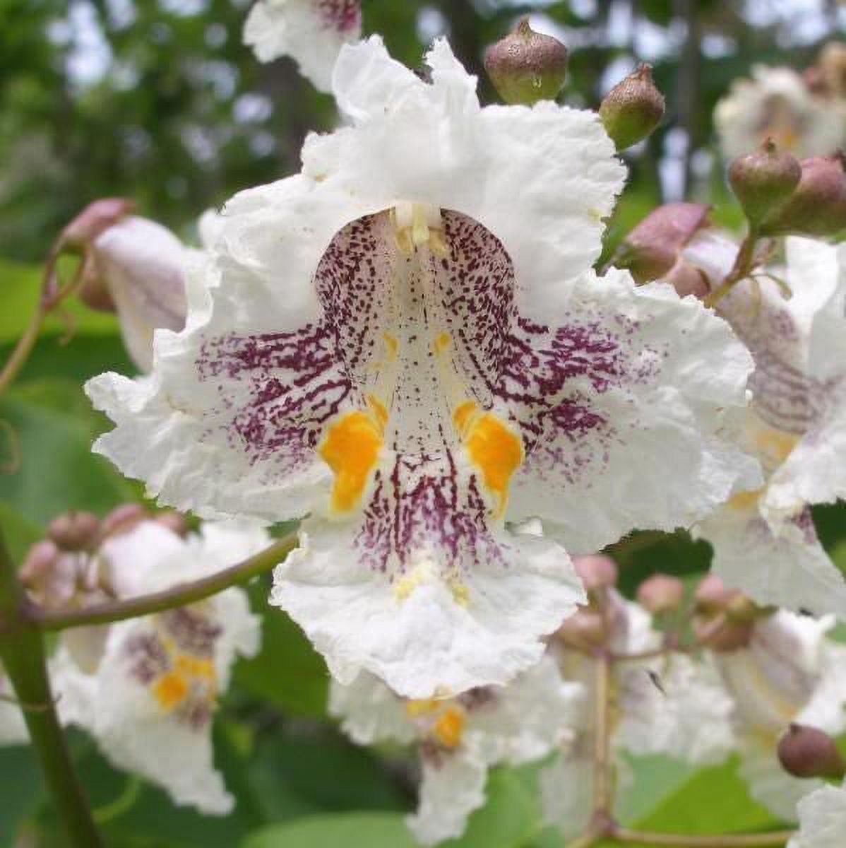 50 Flowering NORTHERN CATALPA Speciosa TREE Seeds (aka Western Catalpa ...