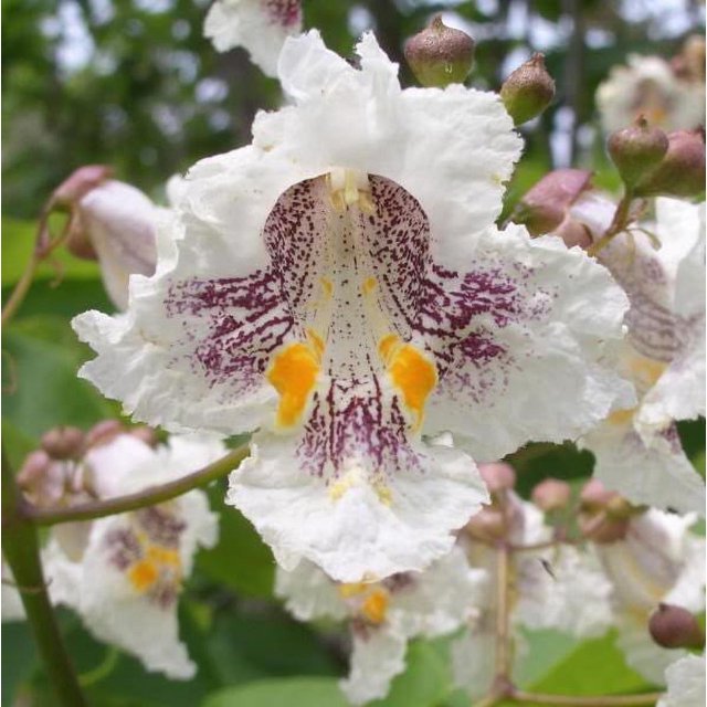 50 Flowering NORTHERN CATALPA Speciosa TREE Seeds (aka Western Catalpa ...