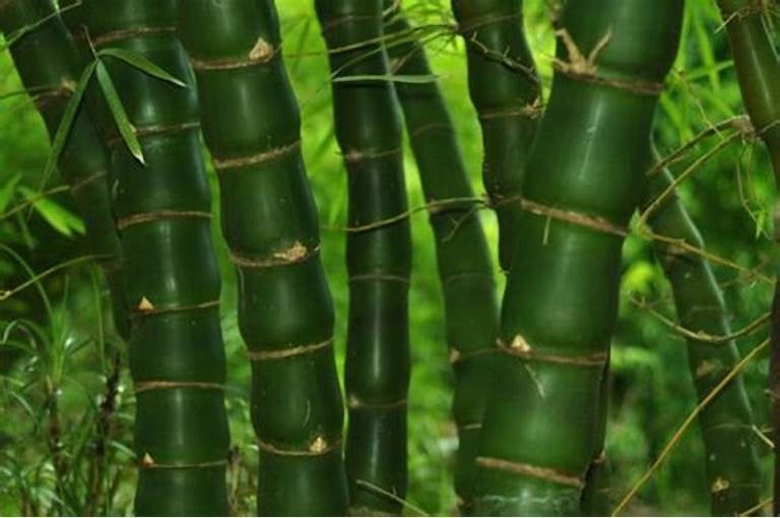 50 Fo Du Zhu Bamboo Seeds - Walmart.com