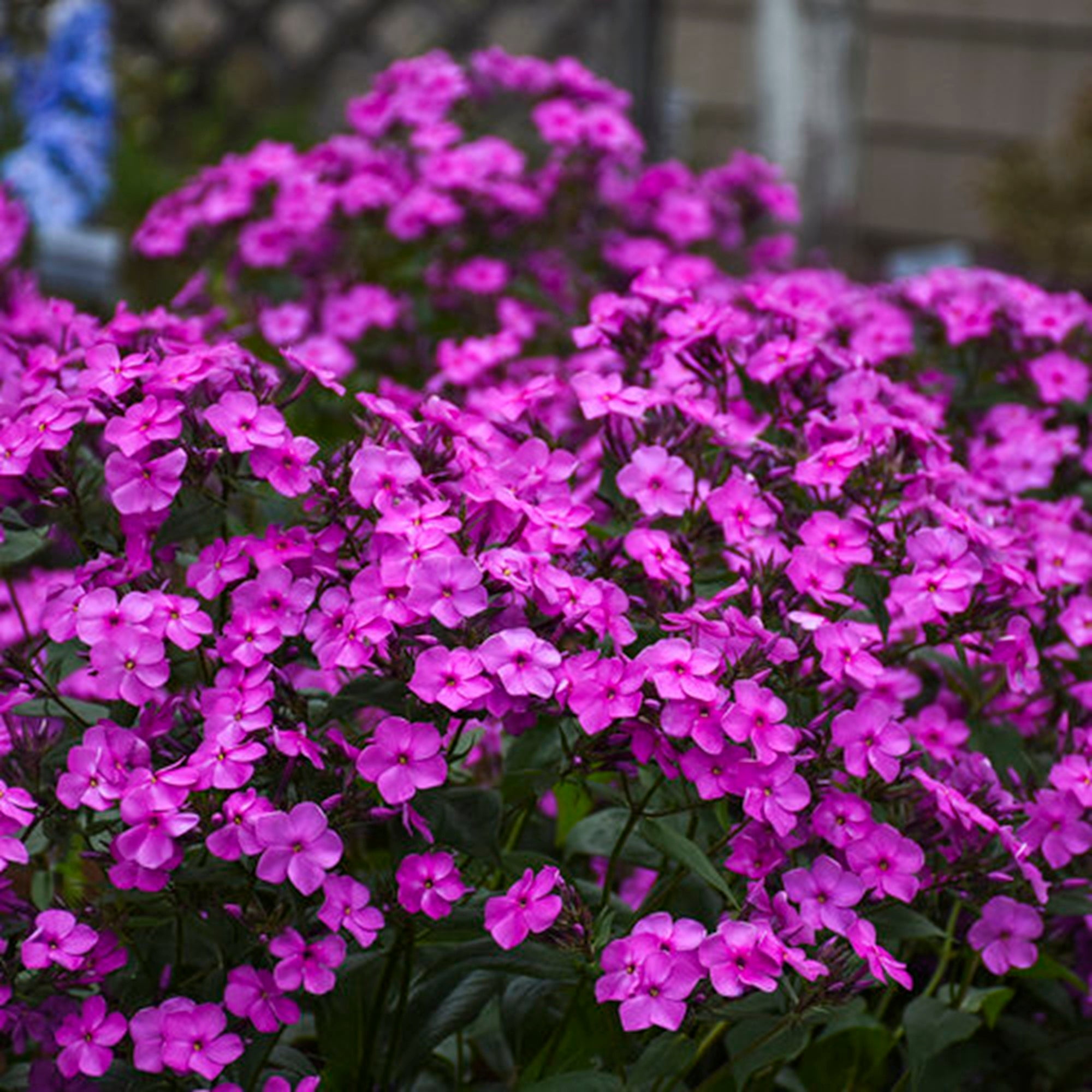 50 Cloudburst Phlox Seeds - Walmart Business Supplies