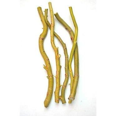 4 Large 5-Foot Hybrid Willow Cuttings for Outdoor Living - Best Privacy ...