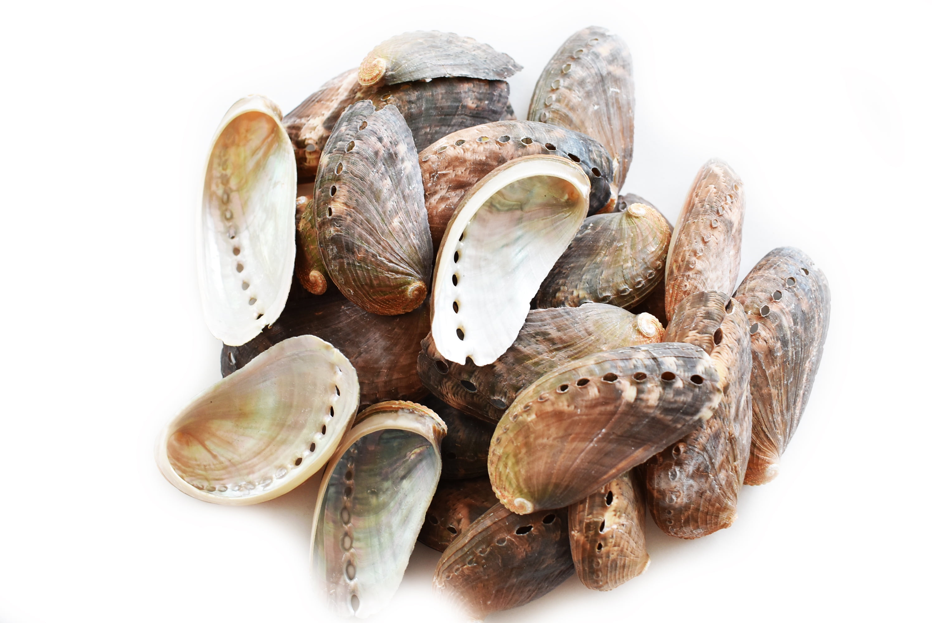Florida Shells & Gifts 50 Green Abalone Craft Shells (Donkey's Ear ...