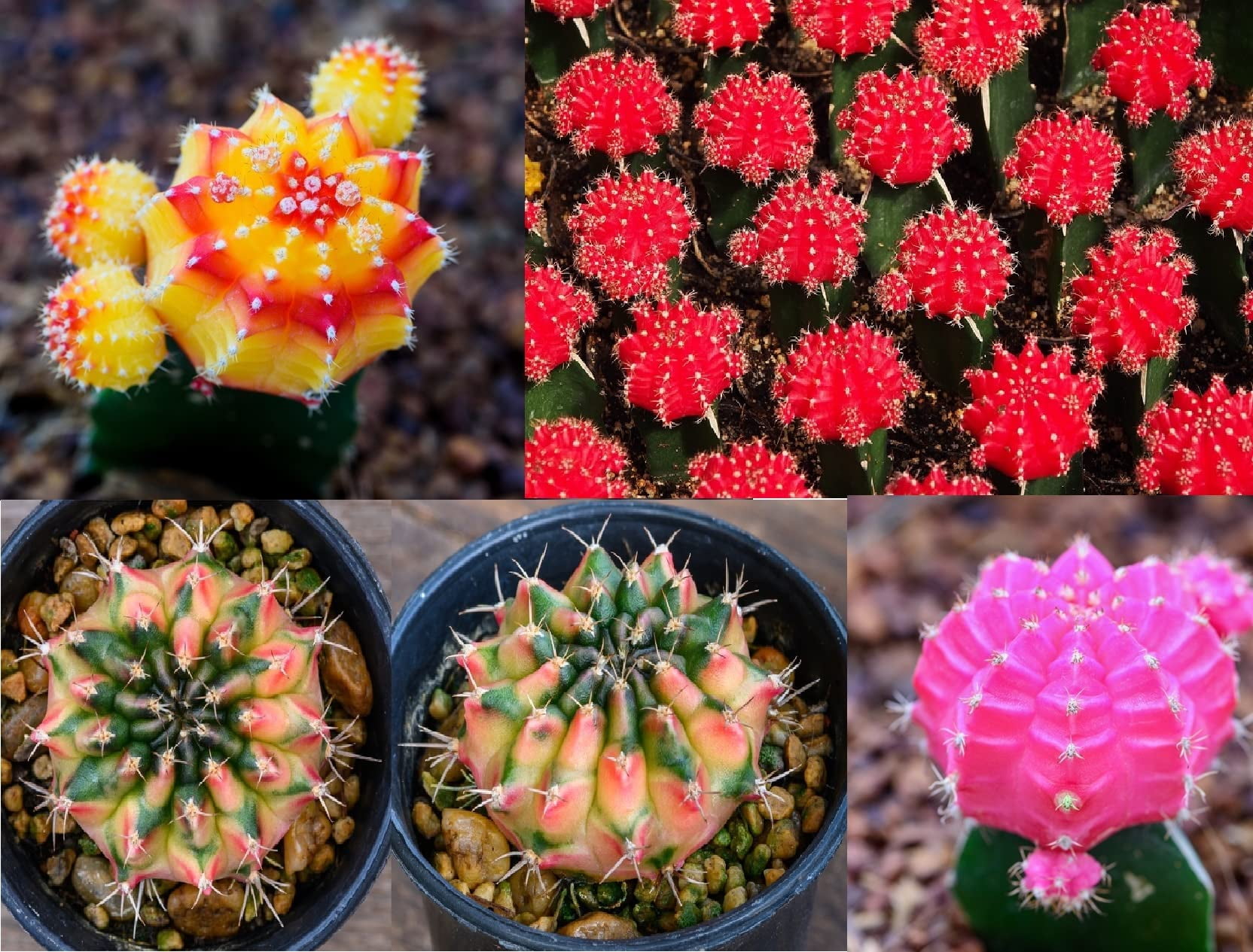 50 Gymnocalycium Species Mix Cacti Seeds - Vibrant Colored Cacti ...
