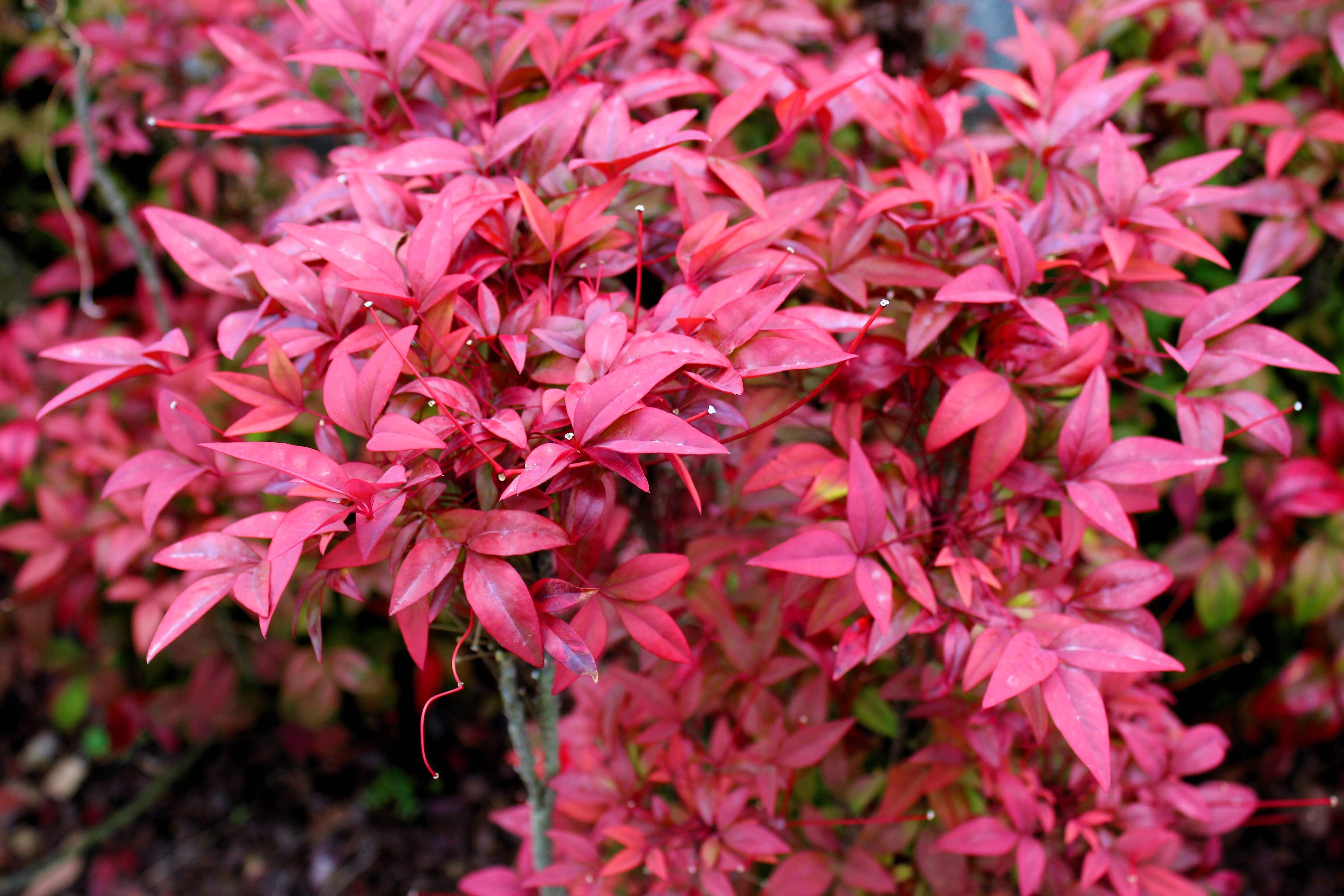 50 HEAVENLY BAMBOO Sacred Nandina Domestica Pink Red Sun Shade Shrub ...