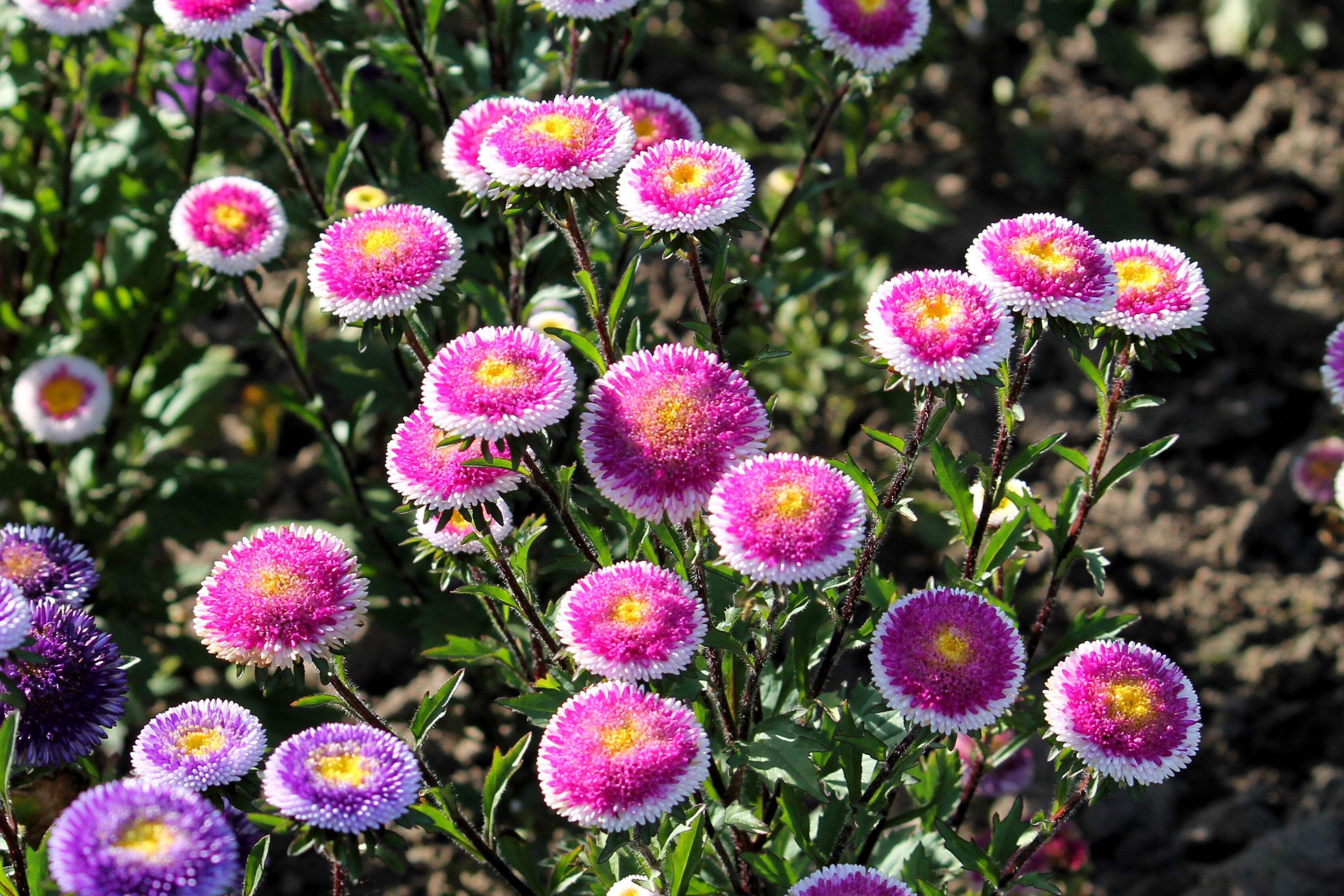 50 HI No MARU ASTER Double Red & White Callistephus Pompon Flower Seeds ...
