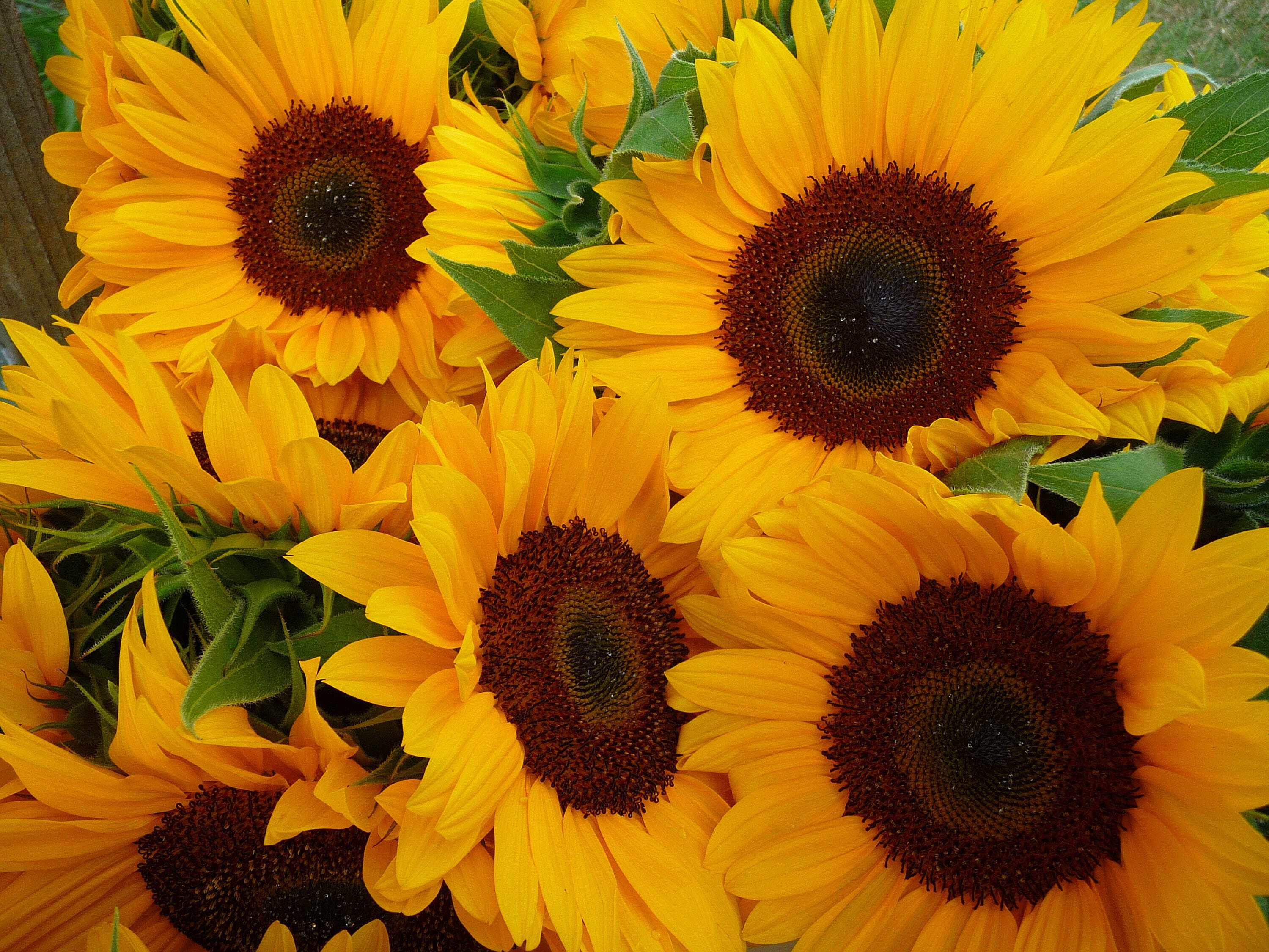 50 HOPI COMMON SUNFLOWER Helianthus Annuus Flower Seeds - Walmart.com