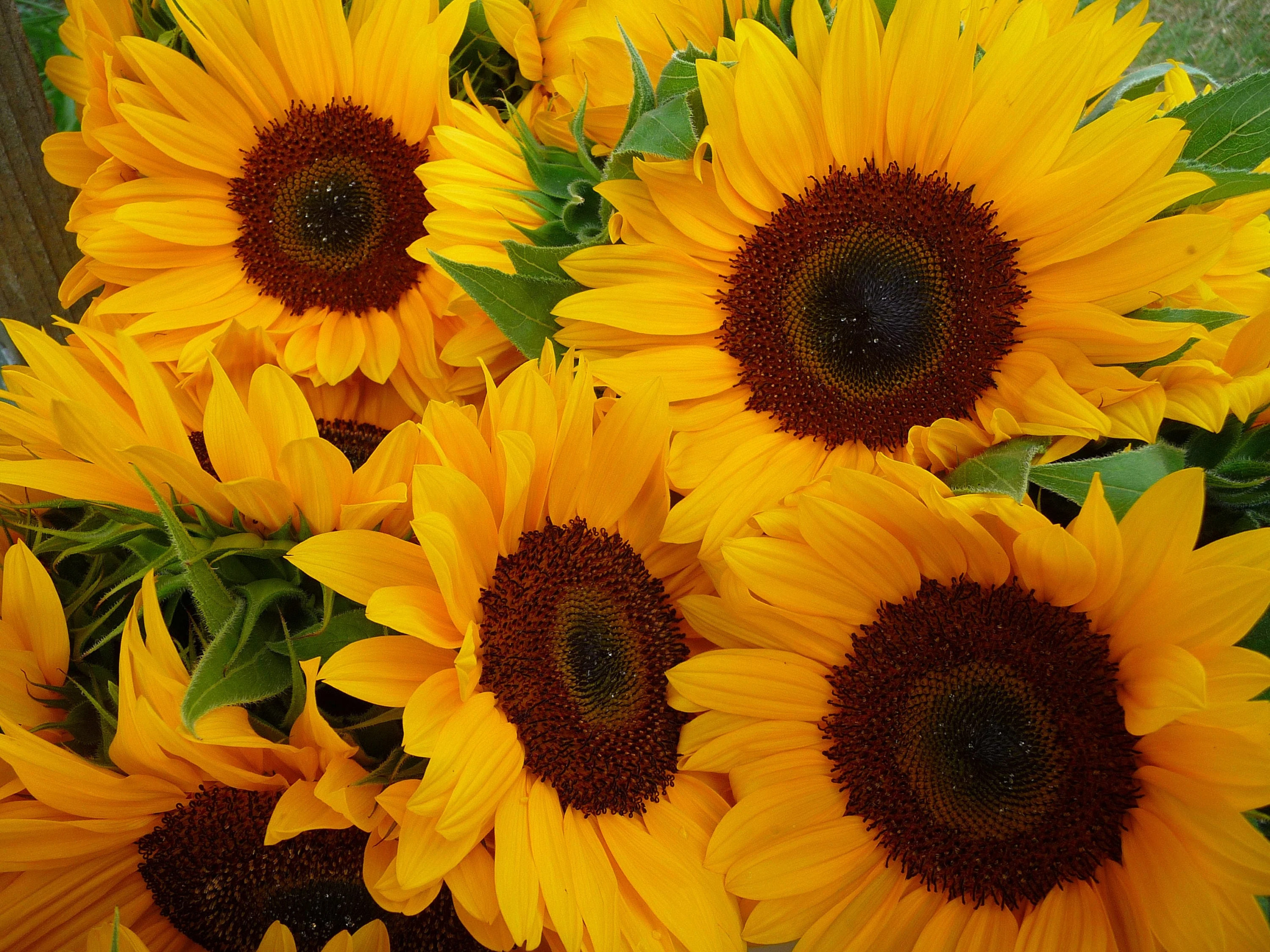 50 HOPI COMMON SUNFLOWER Helianthus Annuus Flower Seeds - Walmart.com