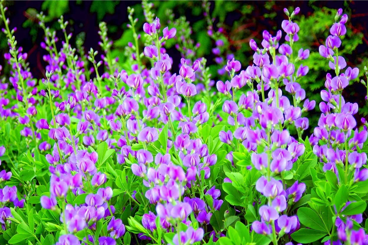 50 Indigo Bush Seeds for Planting - Stunning Color - Indigofera ...