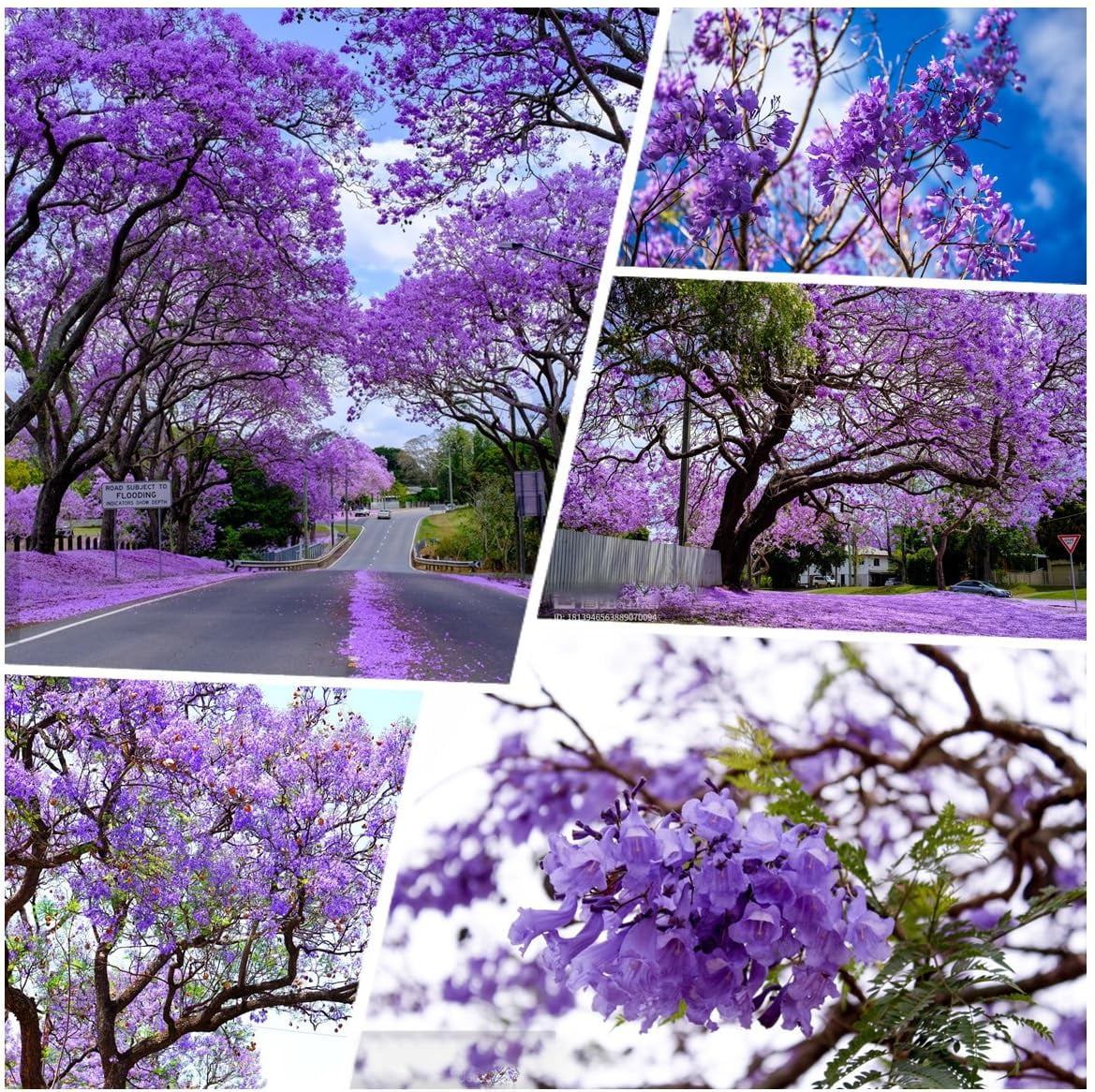 50 Jacaranda Tree Seeds, Flowering Bonsai MVR1 Tree & Landscape Shade ...