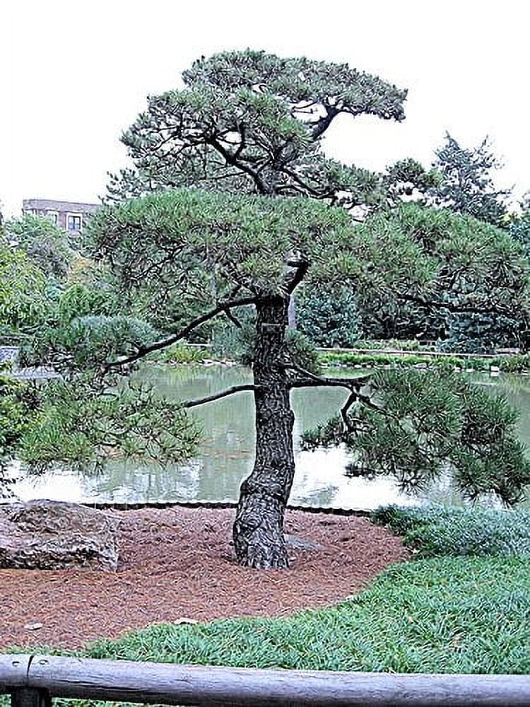 50 Japanese Black Pine Tree Seeds, Pinus Thunbergii - Walmart.com