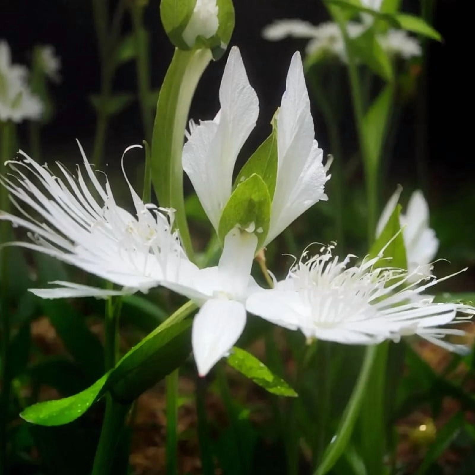 50 Japanese Radiata Seeds for Planting - White Egret Orchid - Fringed ...