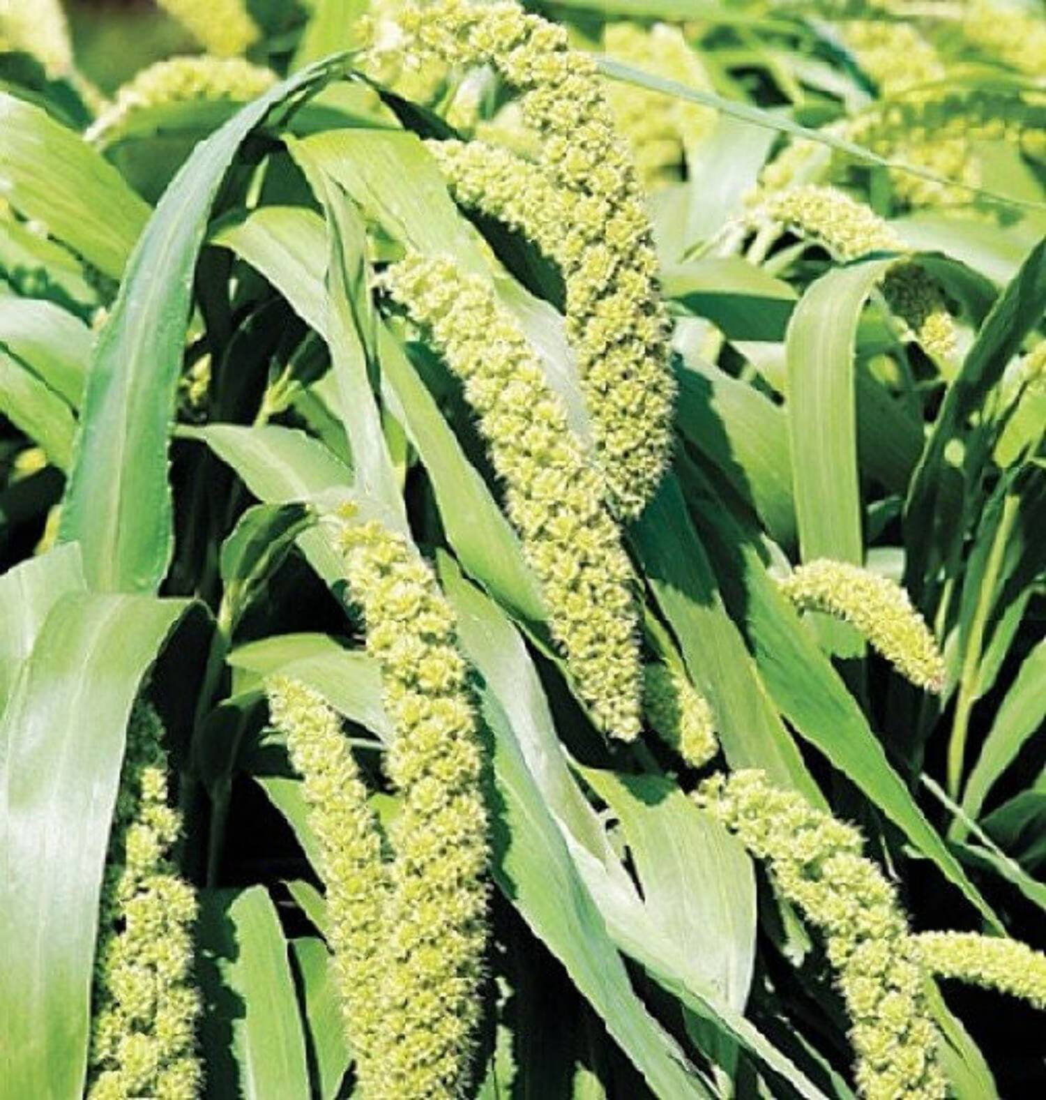 50 LIMELIGHT SPRAY MILLET Light Lime Green Flower Setaria Italica Grass ...