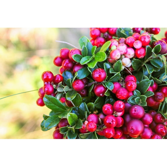 50 LINGONBERRY Mountain Cranberry Vaccinium Vitis-Idea Red Berry Edible ...