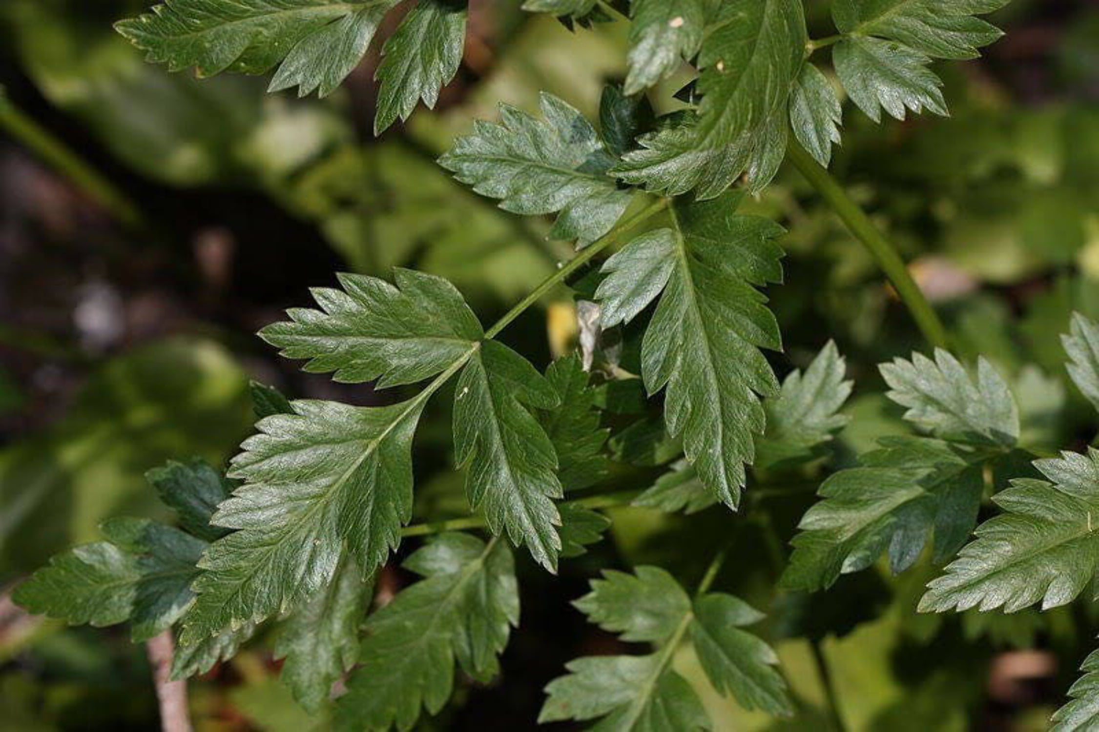 50 Seeds LOVAGE Levistucum Officinale - Flavor like celery & anise ...