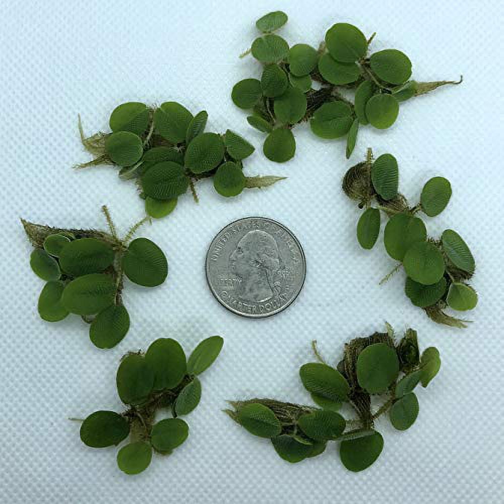 50+ Leaves Water Spangles (+Mystery Plant) Salvinia Minima Aquarium ...