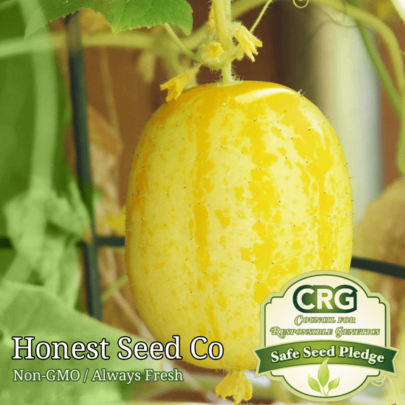 Cucumber Seeds in Seed Gardening - Walmart.com