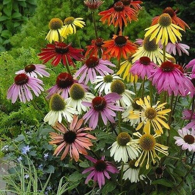 50 Lustre Mix Coneflower Seeds Echinacea Perennial Flowers Flower Seed ...