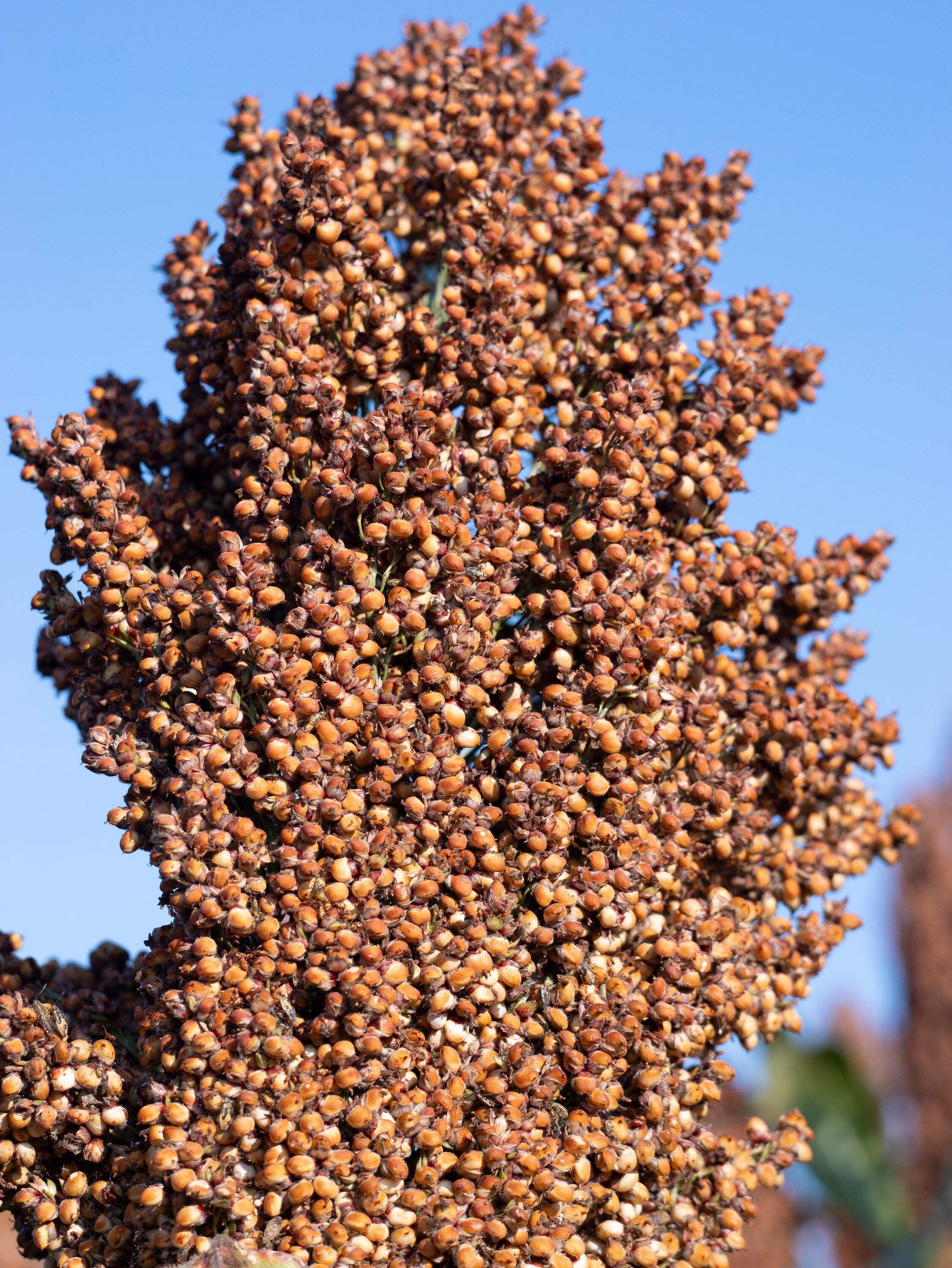 50 M81E SORGHUM Light Amber Syrup Bicolor Vegetable Grain Seeds ...