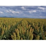 50 MENNONITE SORGHUM Sugar Cane Sorghum Bicolor Grain Vegetable Seeds ...