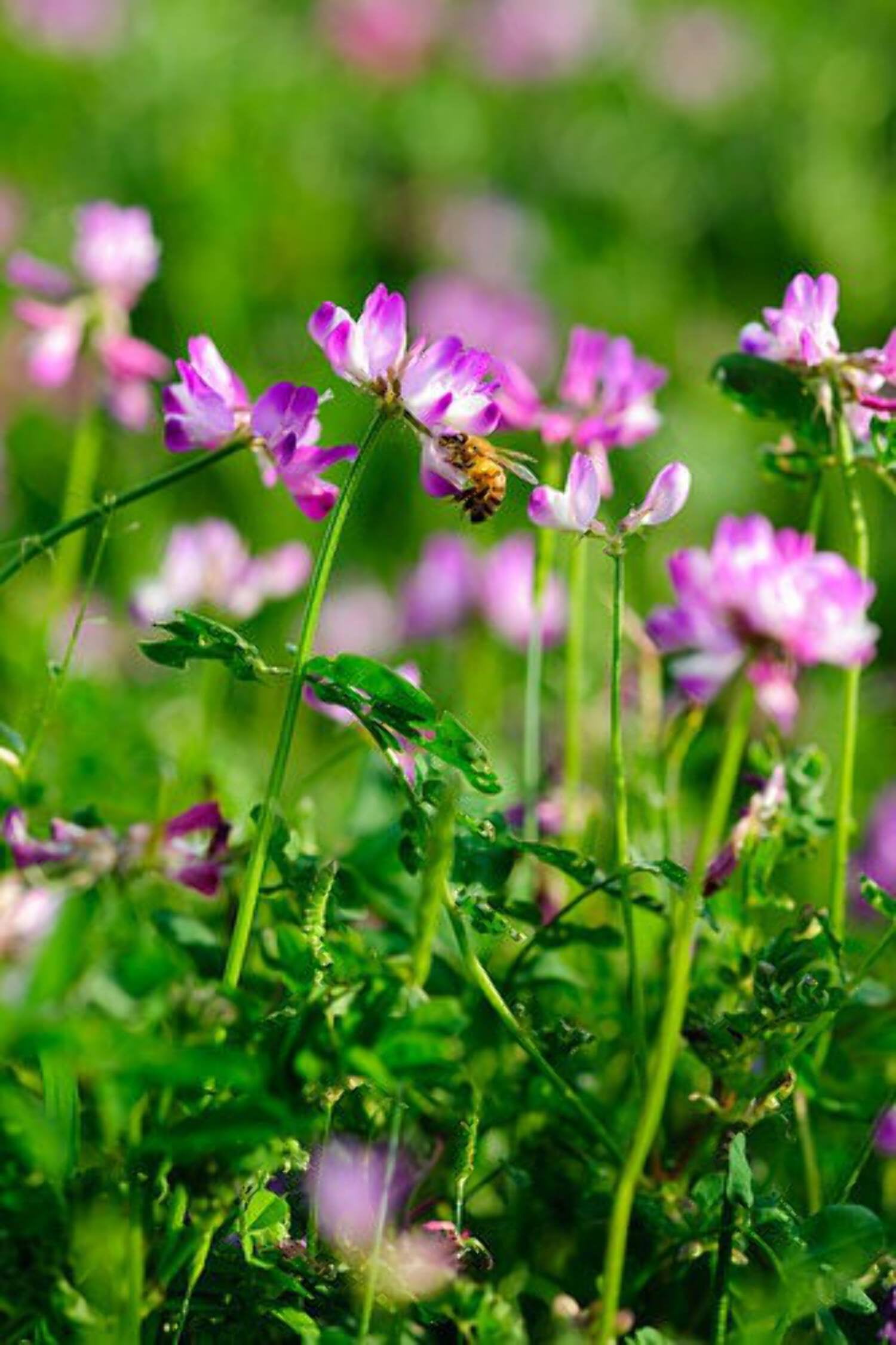 50 MILK VETCH Astragalus Sinicus Pink Purple Flower Ground Cover Legume ...