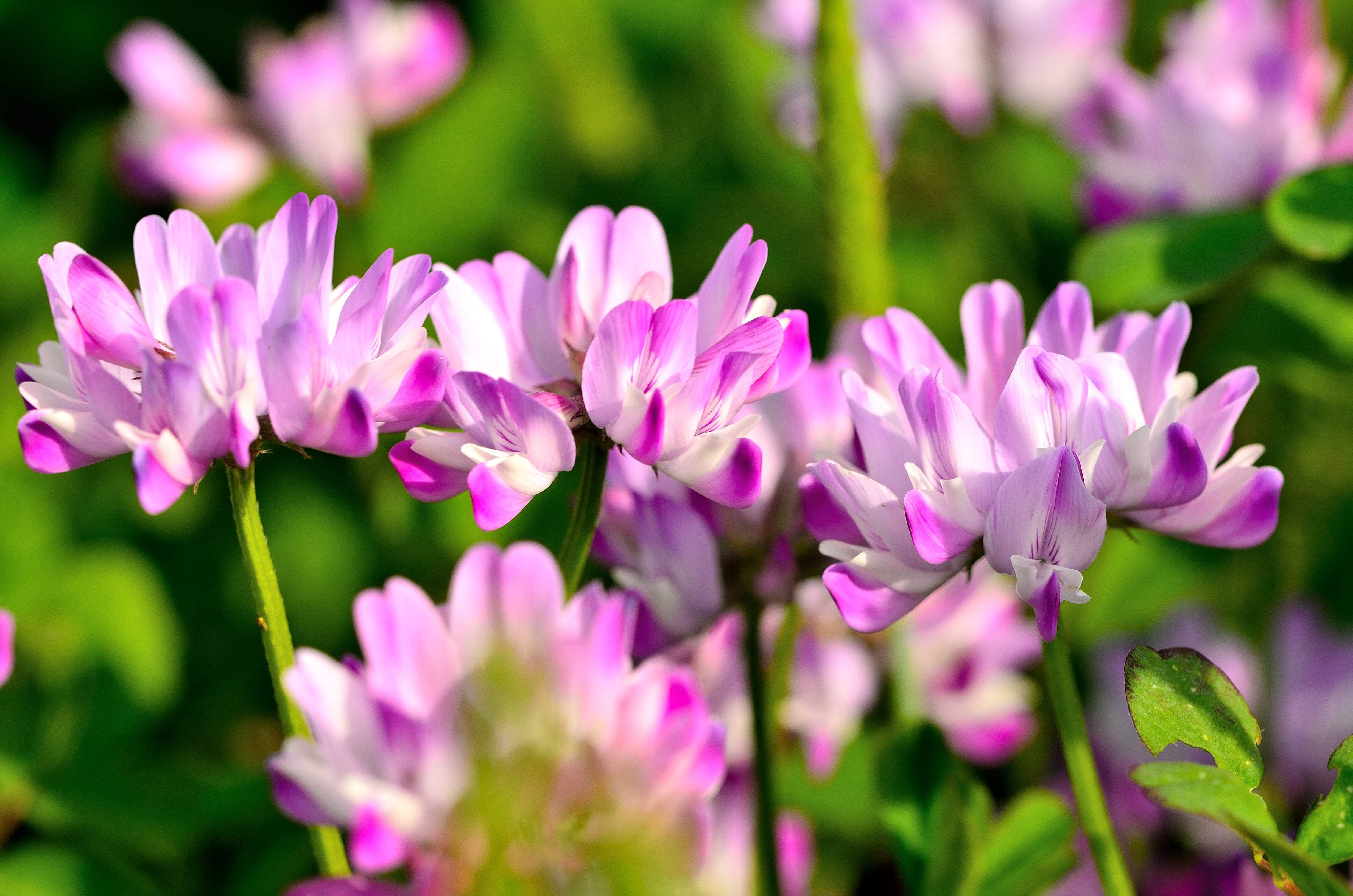 50 MILK VETCH Astragalus Sinicus Pink Purple Flower Ground Cover Legume ...