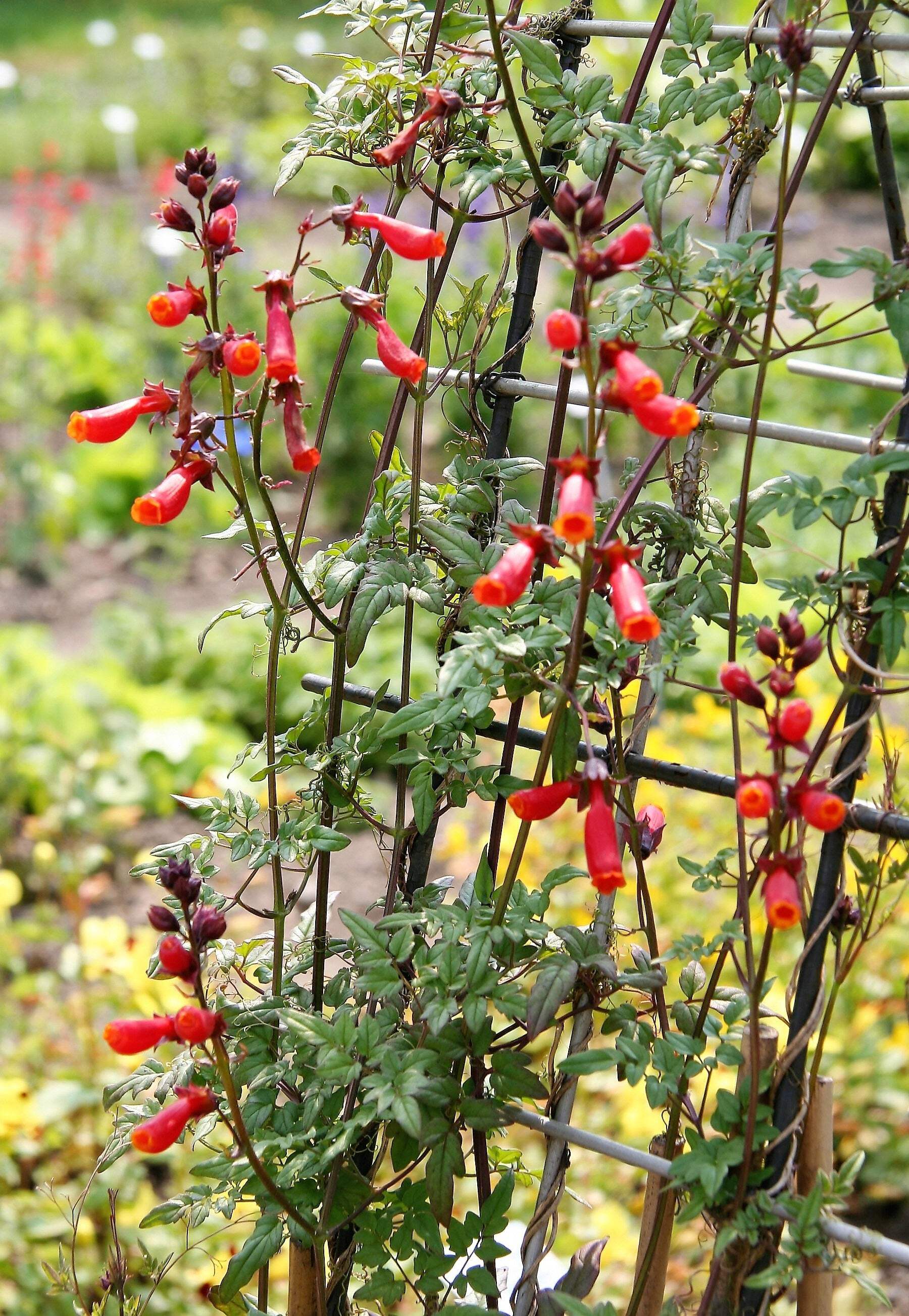 50 MIXED GLORY VINE Eccremocarpus Scaber Chilean Glory Vine Red Pink ...