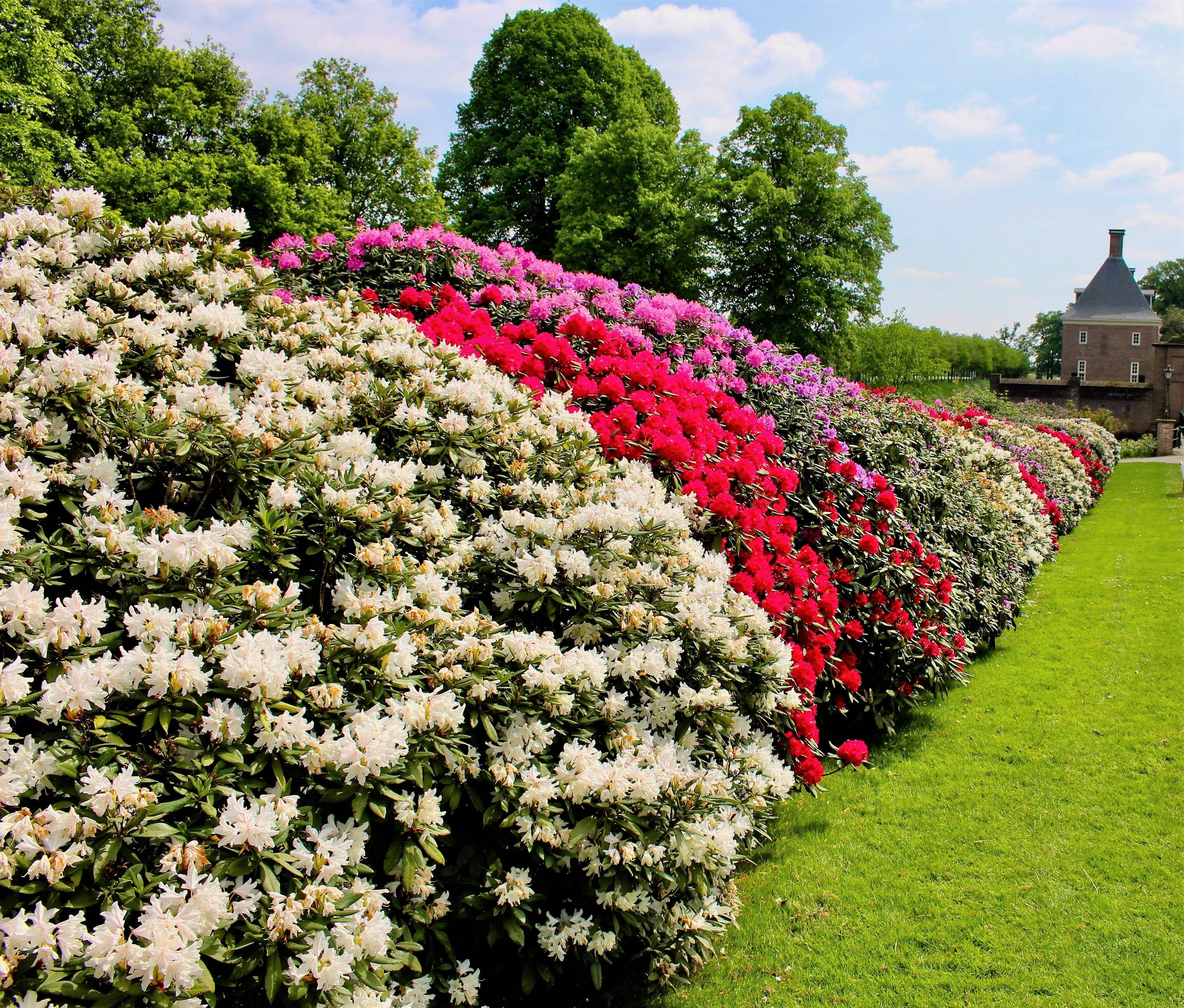 50 MIXED HYBRIDS RHODODENDRON spp. Mixed Colors - Red, Pink, Purple ...