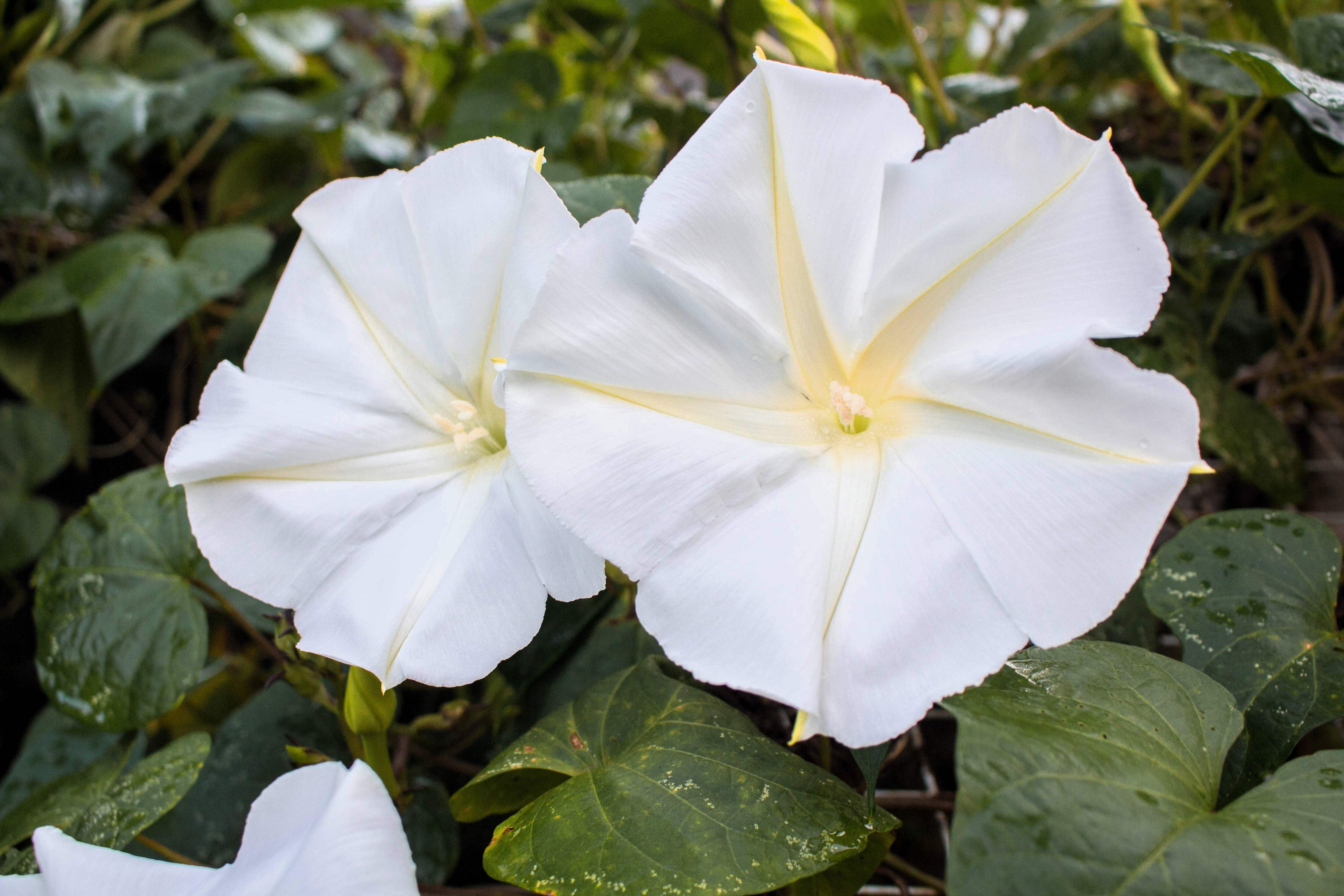 50 White Moonflower Morning Glory Vine Seeds, Ipomoea Alba, Trumpet ...