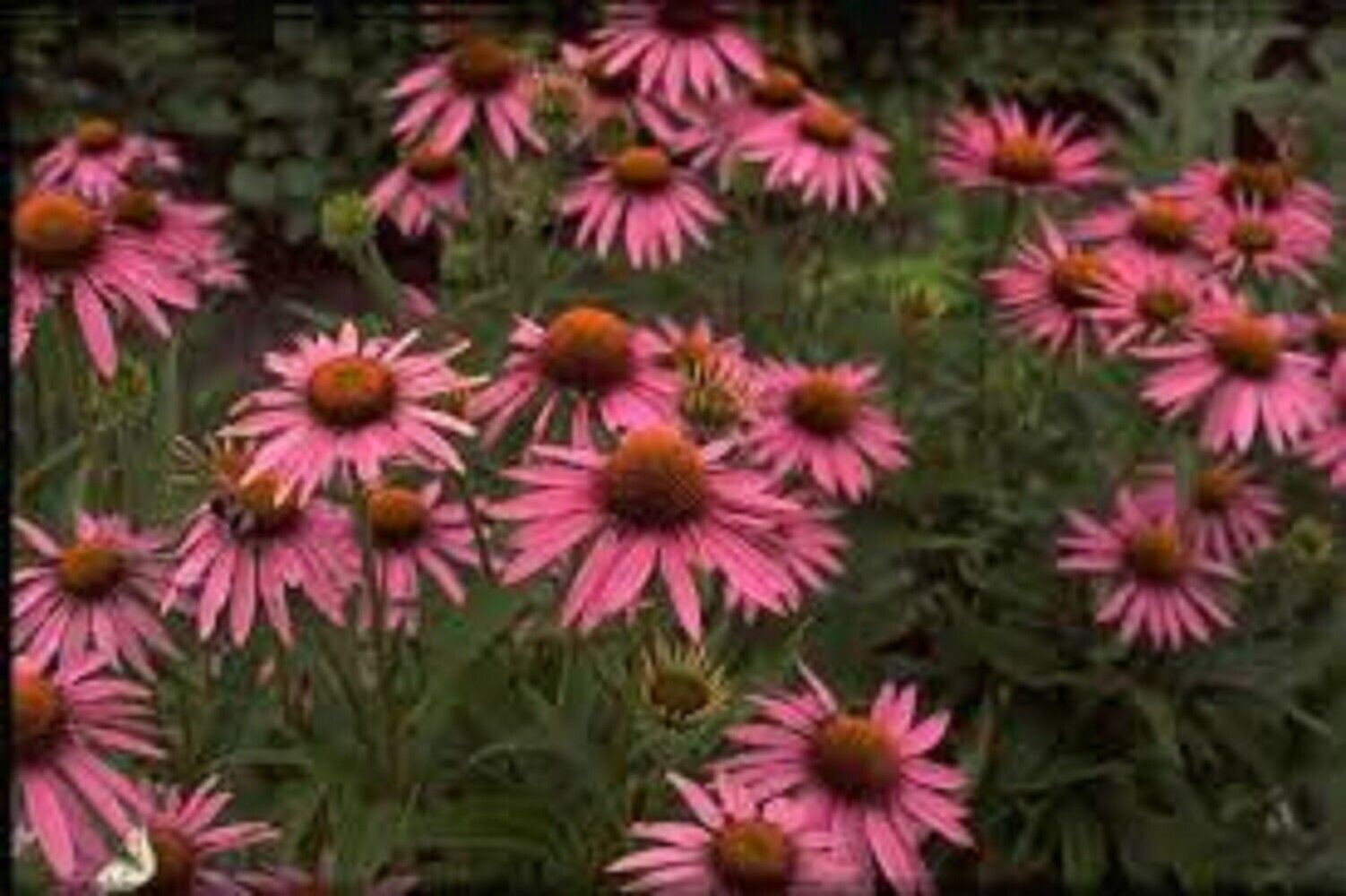 50 Magnus Coneflower Seeds Echinacea Perennial Flowers Flower Seed 1216 ...
