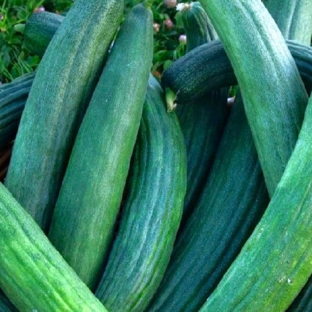 50 Metki Dark Green Armenian Cucumber Seeds | NON-GMO | Heirloom Fresh ...