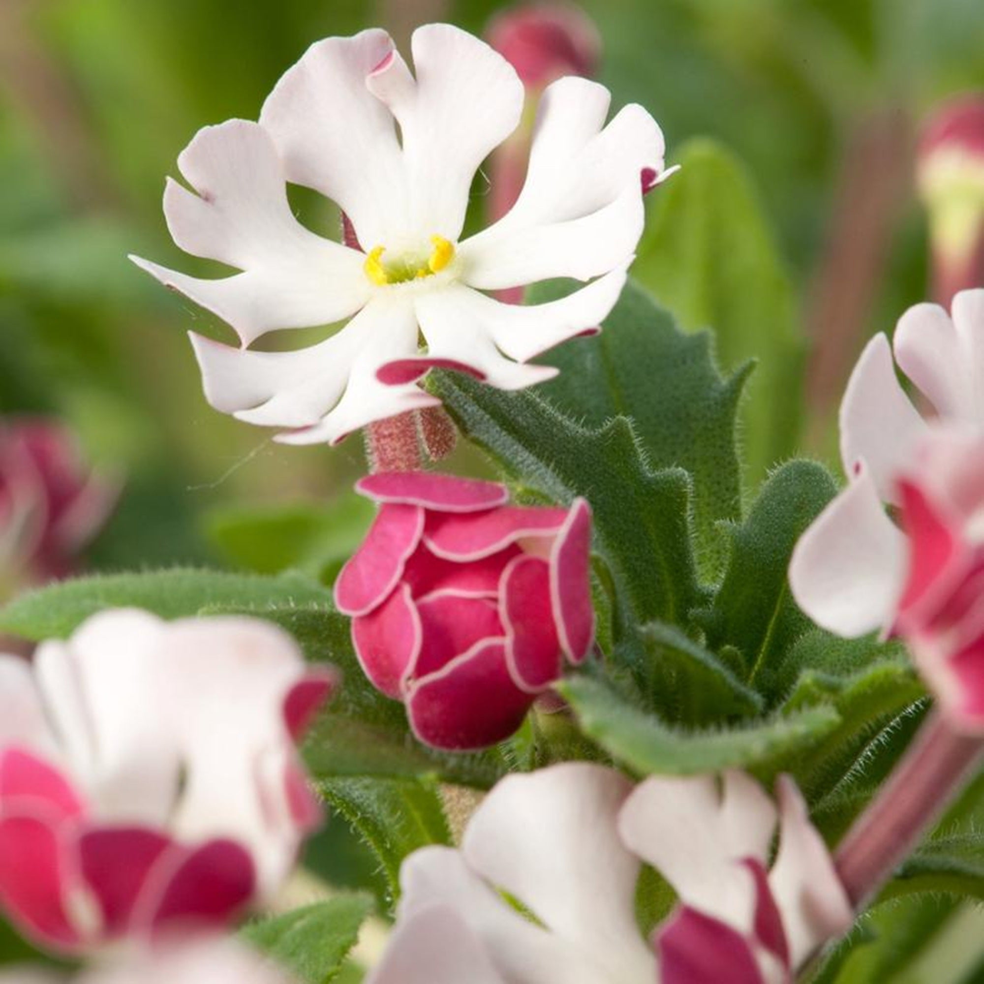 50 Midnight Candy Phlox Seeds - Walmart.com