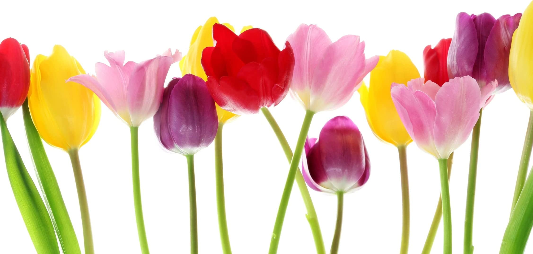 50 Mixed Color Tulip Bulbs for Planting - Easy to Grow - Made in USA ...