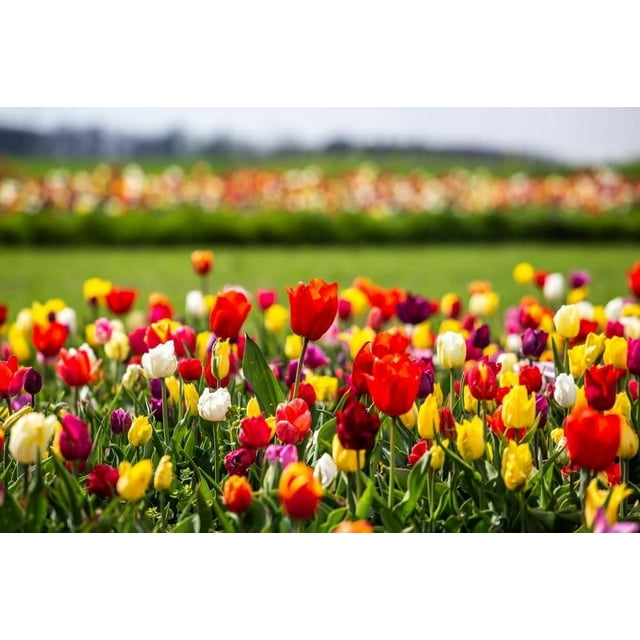 50 Prechilled Mixed Color Tulip Bulbs - Easy to Grow Perennial Garden ...