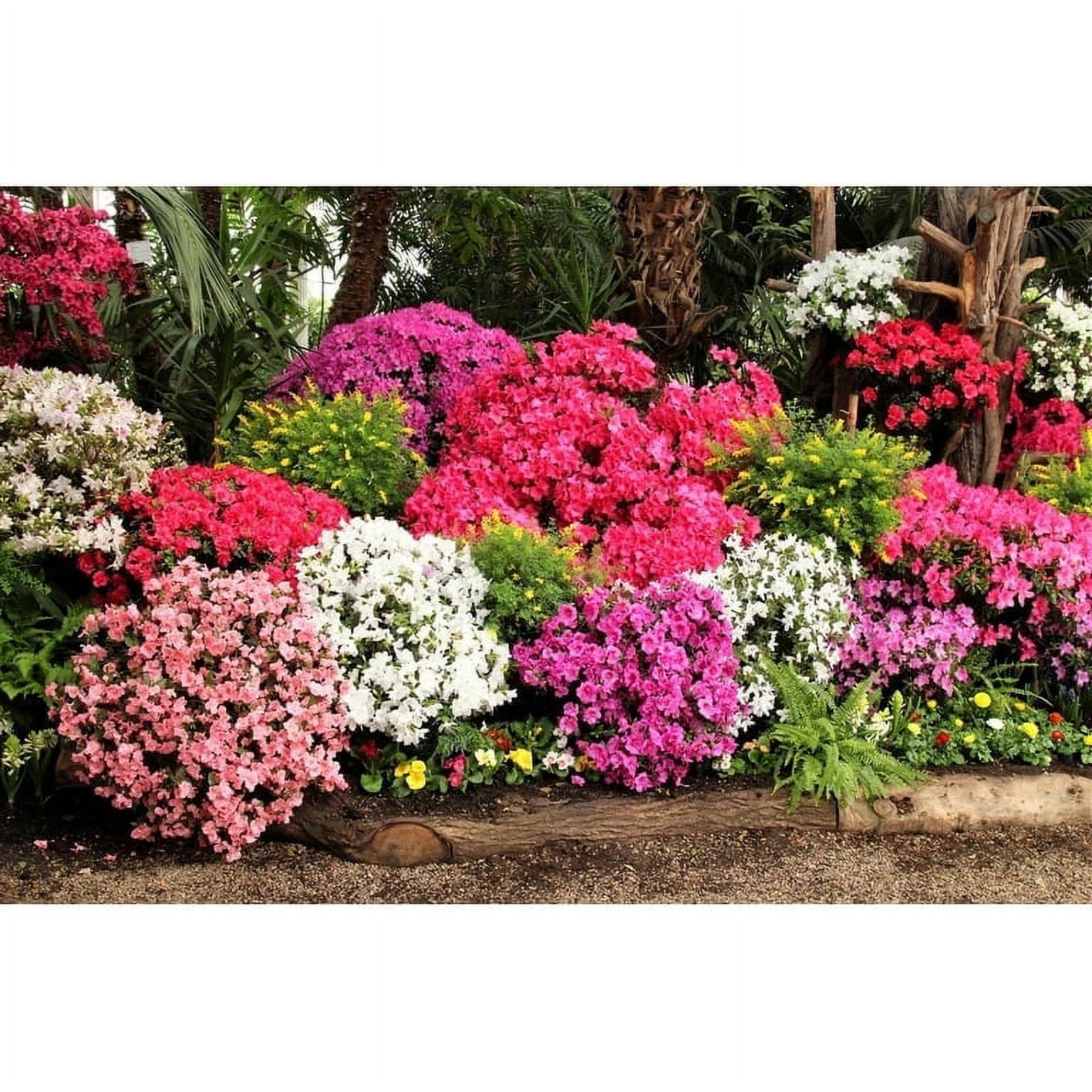 50 Mixed Colors Azalea Rhododendron Shade Shrub Unit for Your(5 pack ...